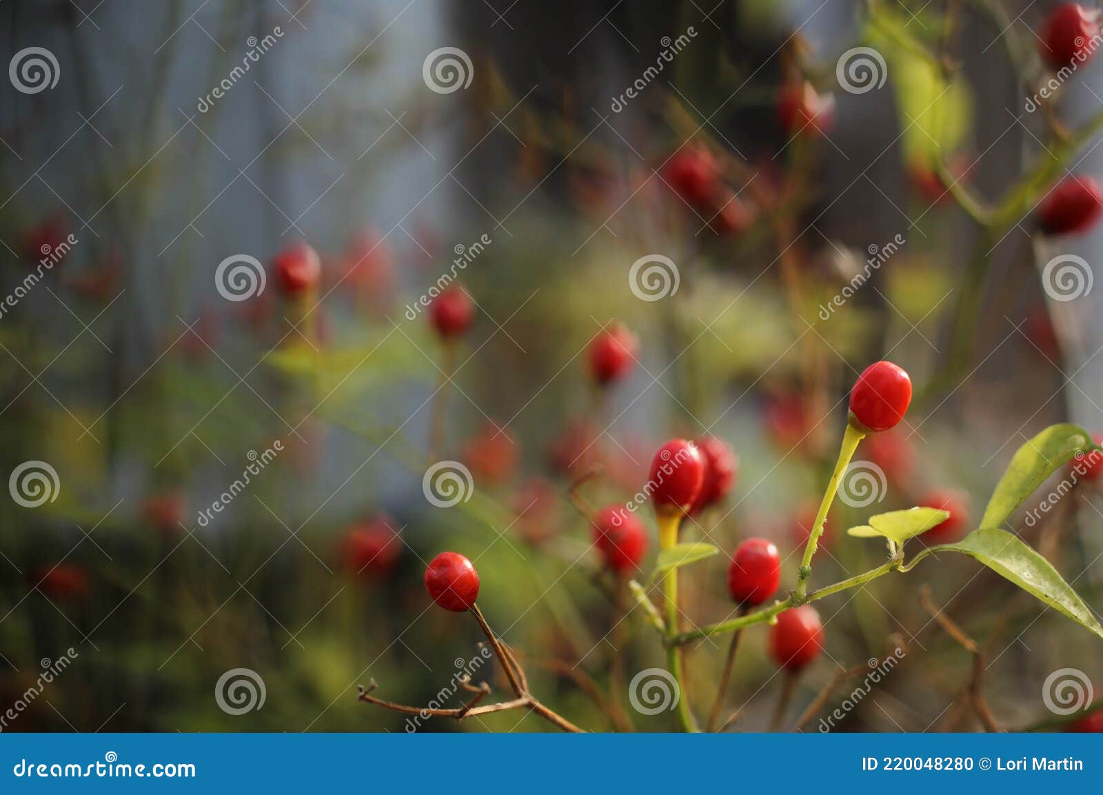 Native Pepper of Texas Chiltepin Pepper Capsicum Annuum Var ...