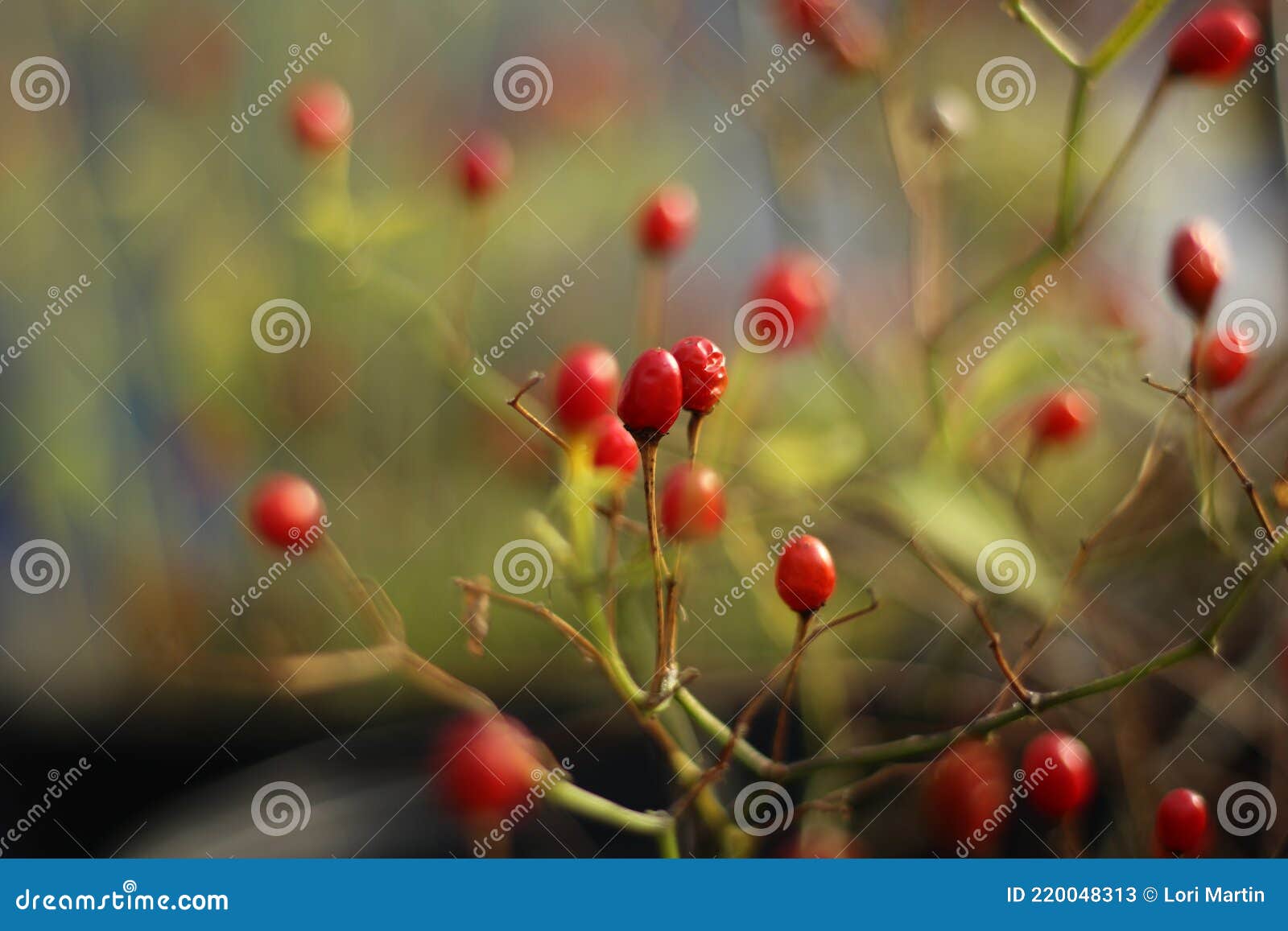 Native Pepper of Texas Chiltepin Pepper Capsicum Annuum Var ...