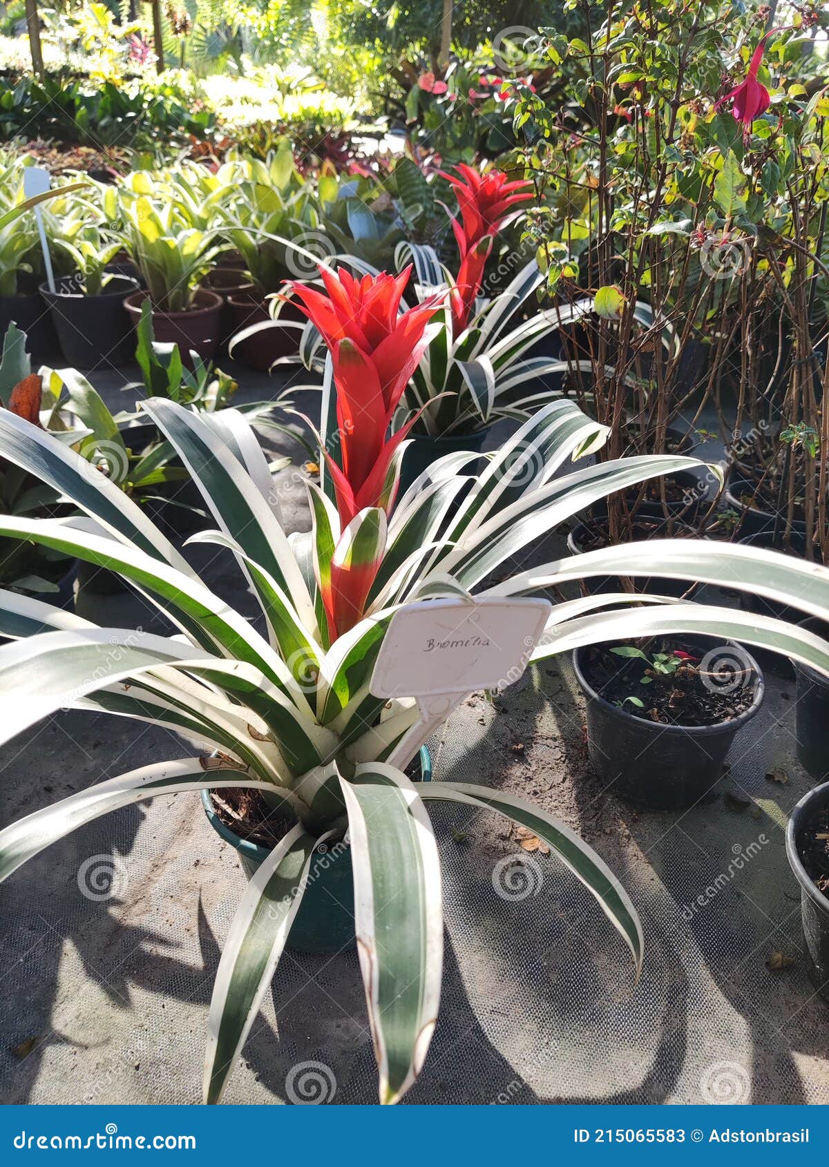 Native Plant of the Brazilian Mountains Stock Image - Image of ...