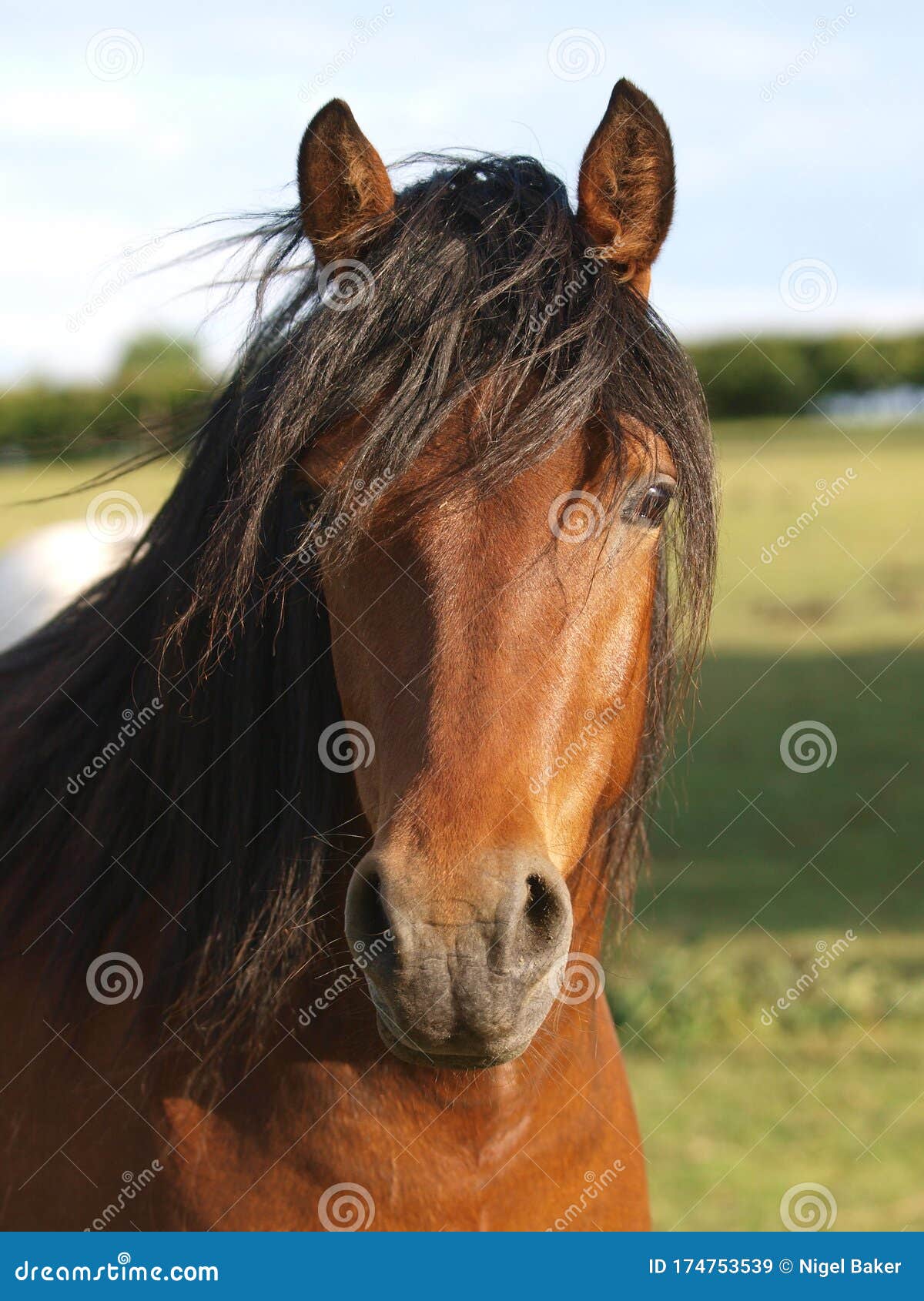 Native Pony Headshot stock image. Image of mountain - 174753539