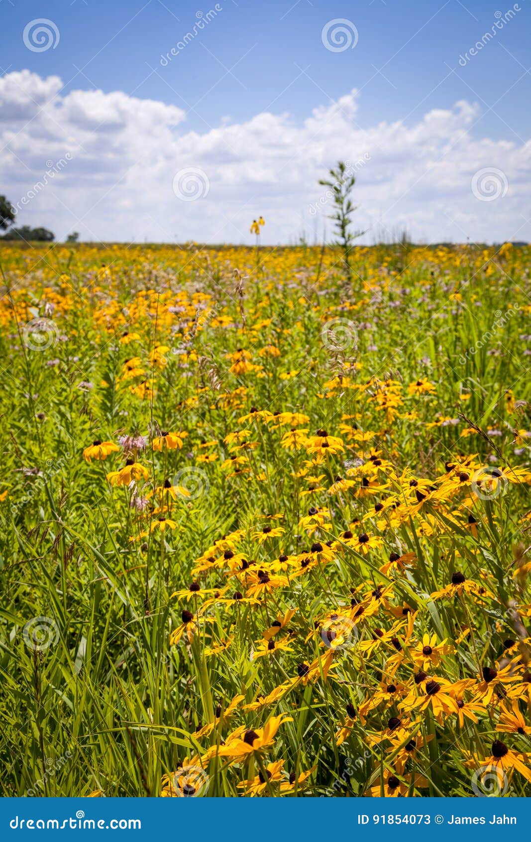 Native prairie flowers stock image. Image of compass - 91854073