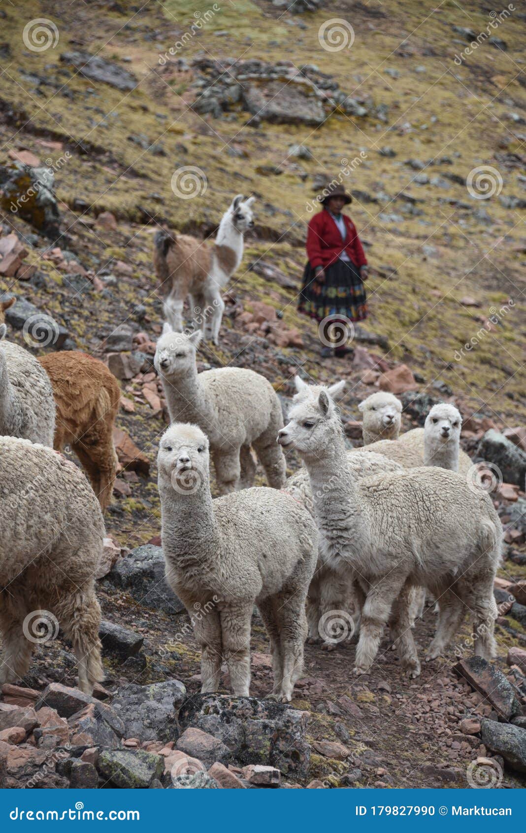 A Native Quechua Lady Herds Her Pack of Alpacas through the Andes ...