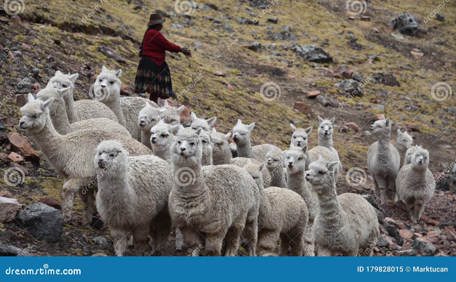 A Native Quechua Lady Herds Her Pack of Alpacas through the Andes ...
