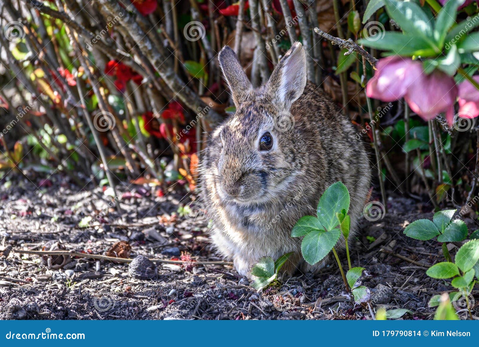 Native Rabbit in a Garden Looking for a Snack, Spring Wildlife Stock ...