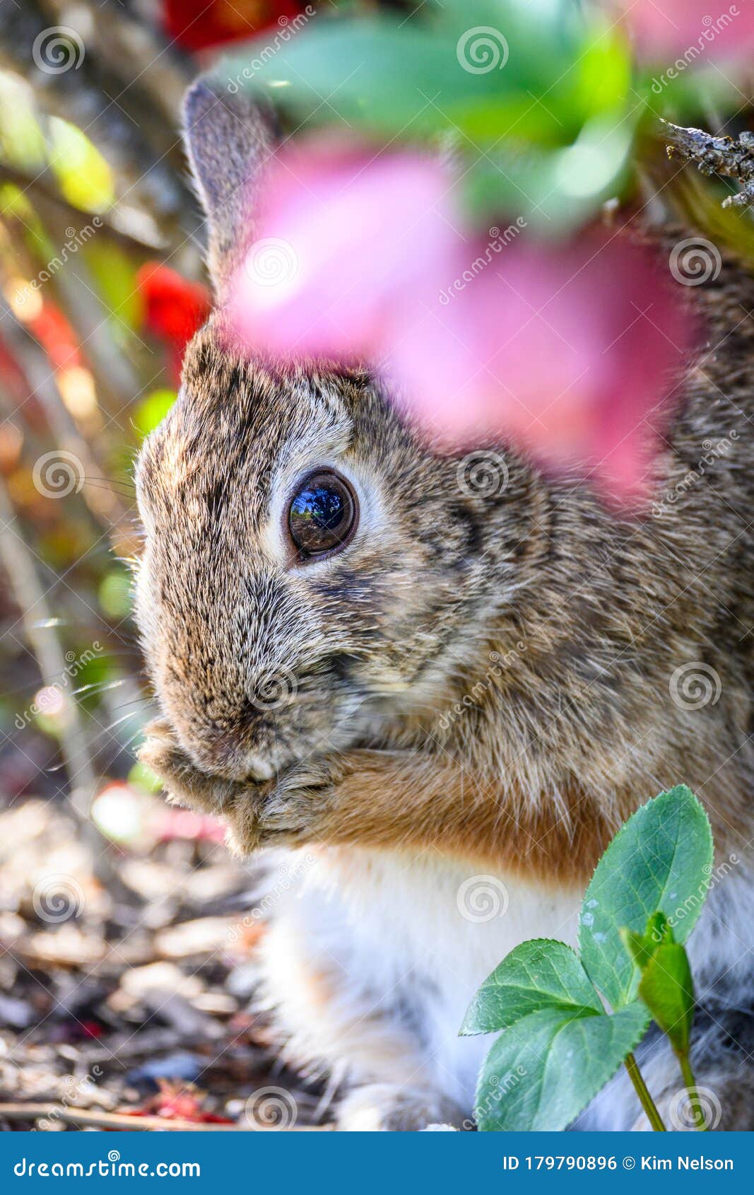 Native Rabbit Sitting in a Garden Grooming, Spring Wildlife Stock Photo ...