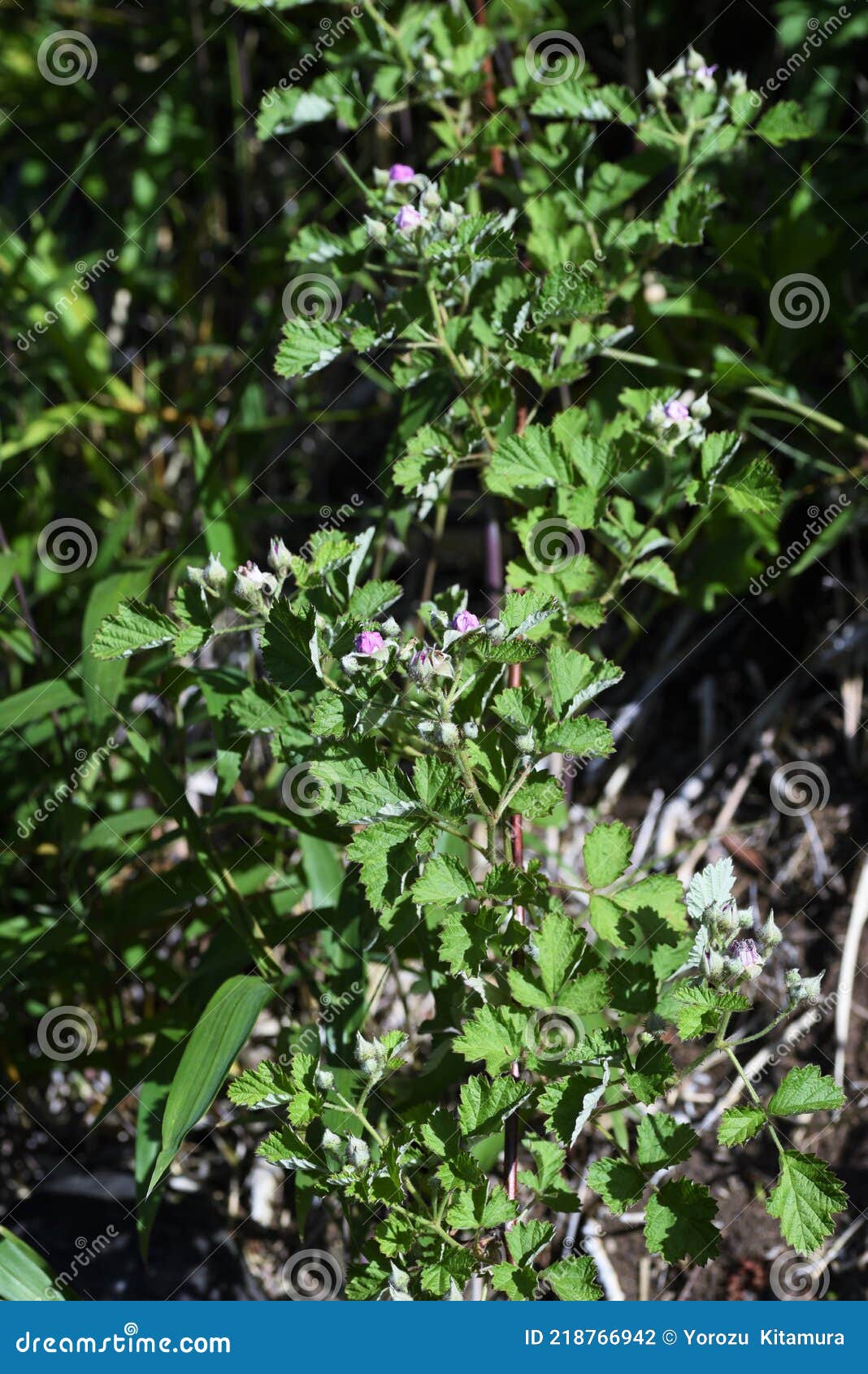 Native raspberry flowers. stock photo. Image of bloom - 218766942