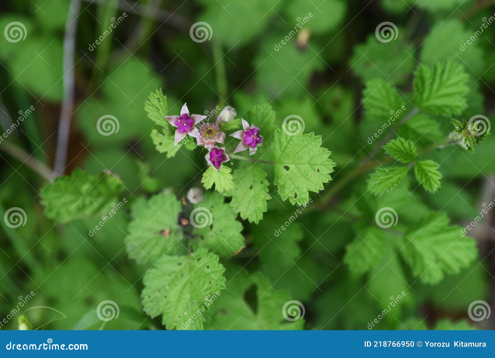 Native raspberry flowers. stock photo. Image of freshness - 218766950