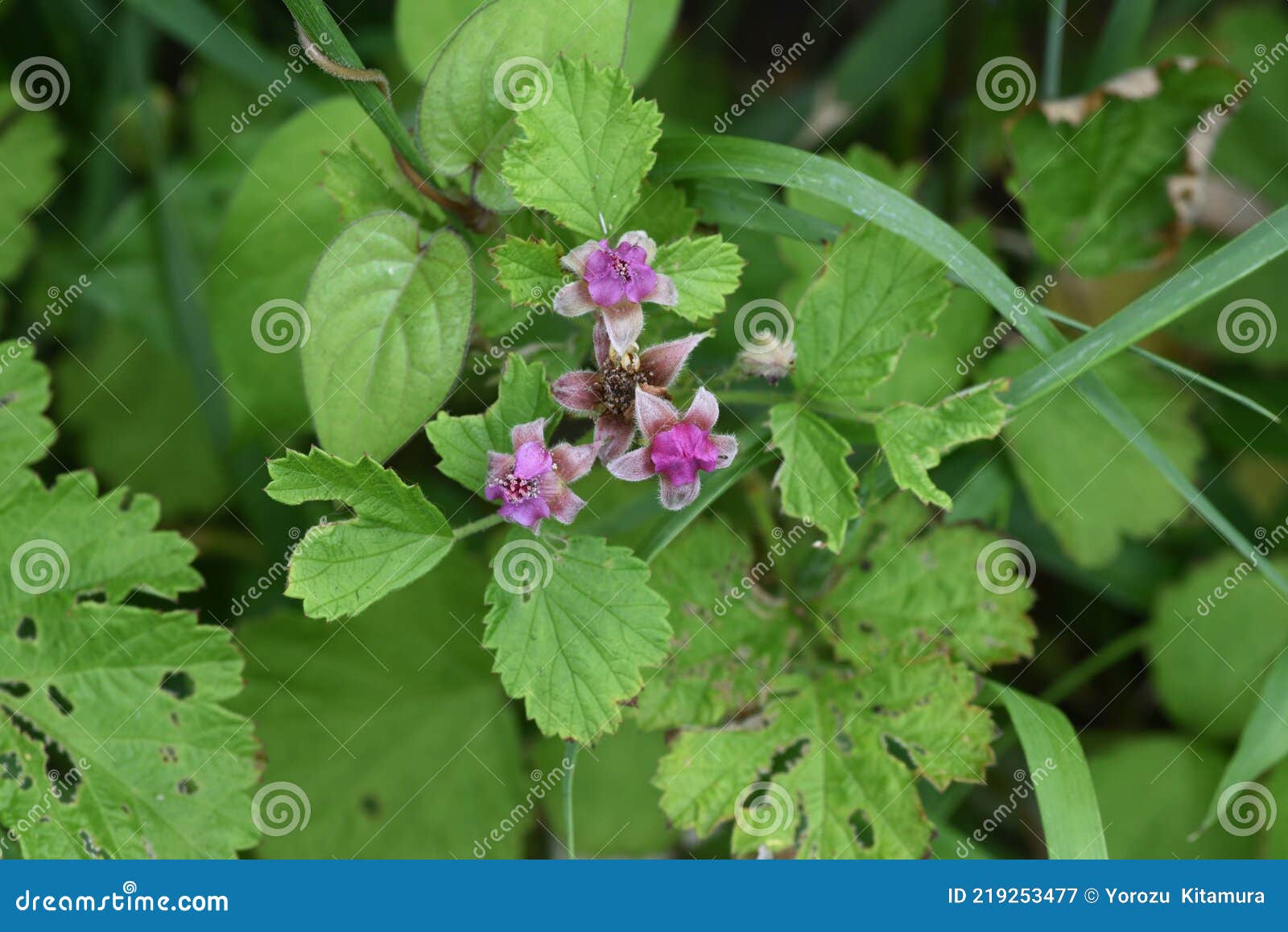 Native raspberry flowers. stock image. Image of early - 219253477