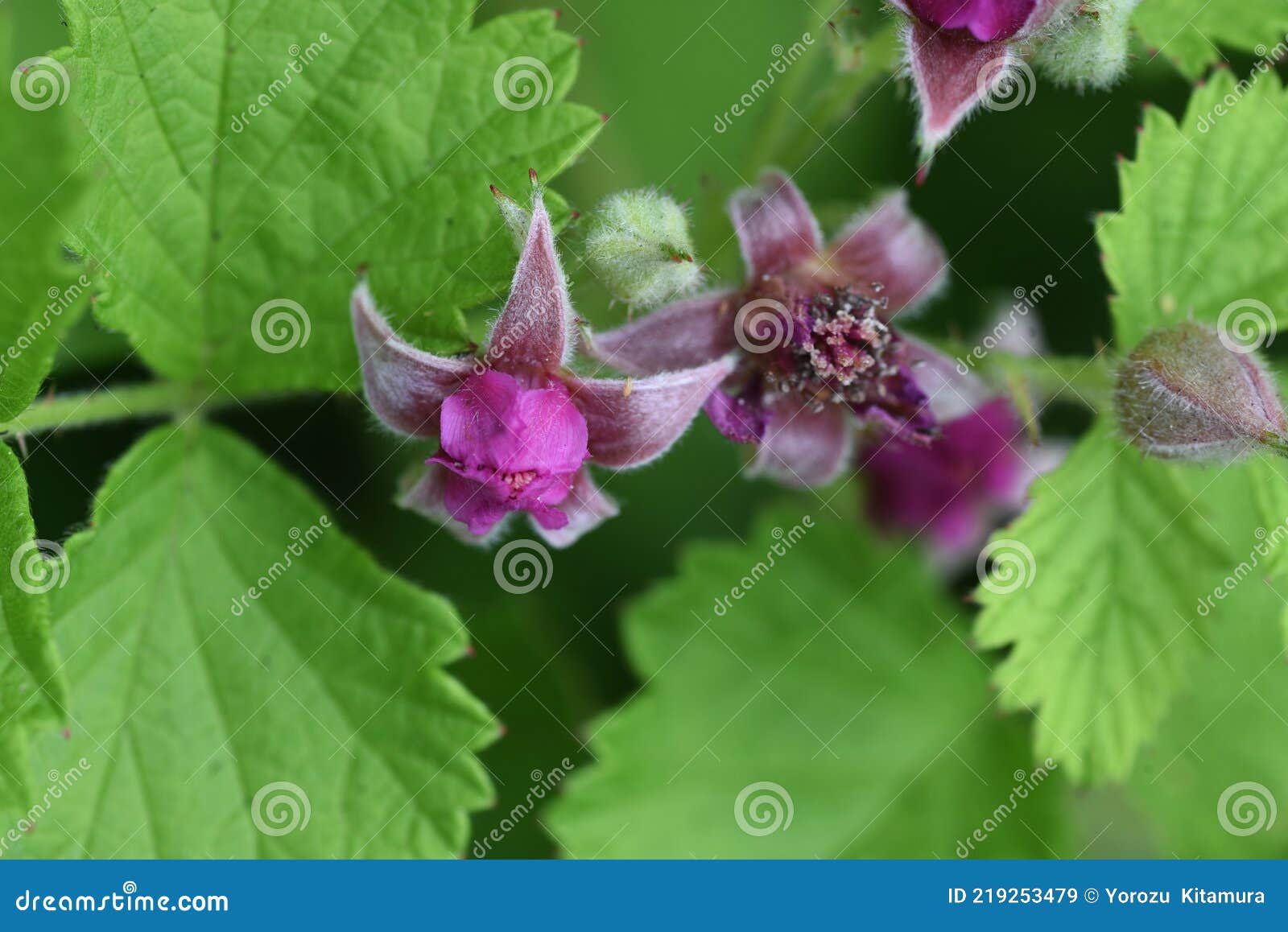 Native raspberry flowers. stock image. Image of blossoming - 219253479