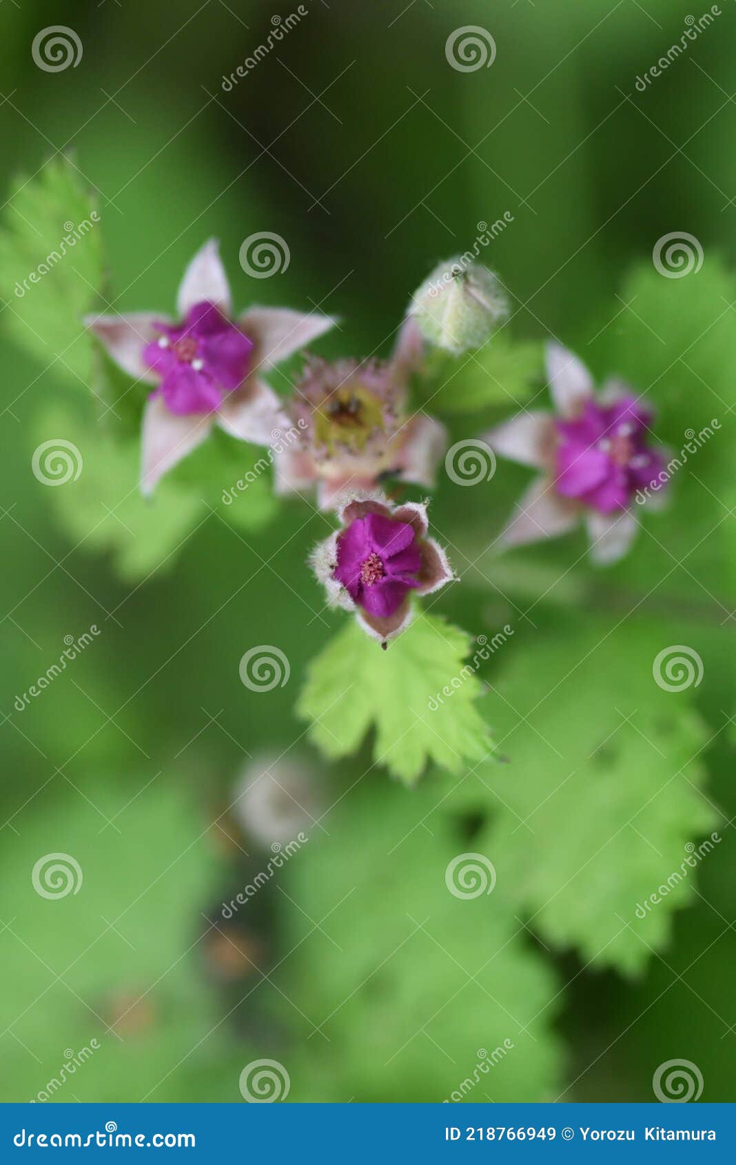 Native raspberry flowers. stock image. Image of closeup - 218766949