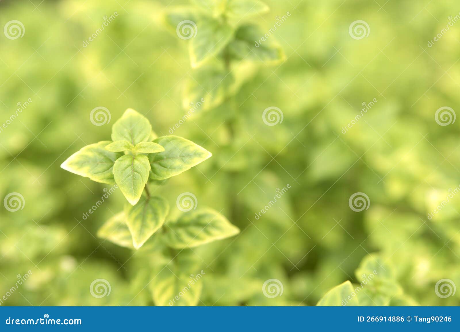 Native River Mint in the Garden Stock Photo - Image of mentha, green ...