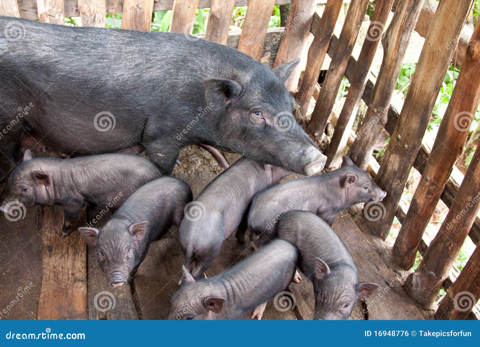 Native Sow and Piglets stock photo. Image of ranch, breeding - 16948776