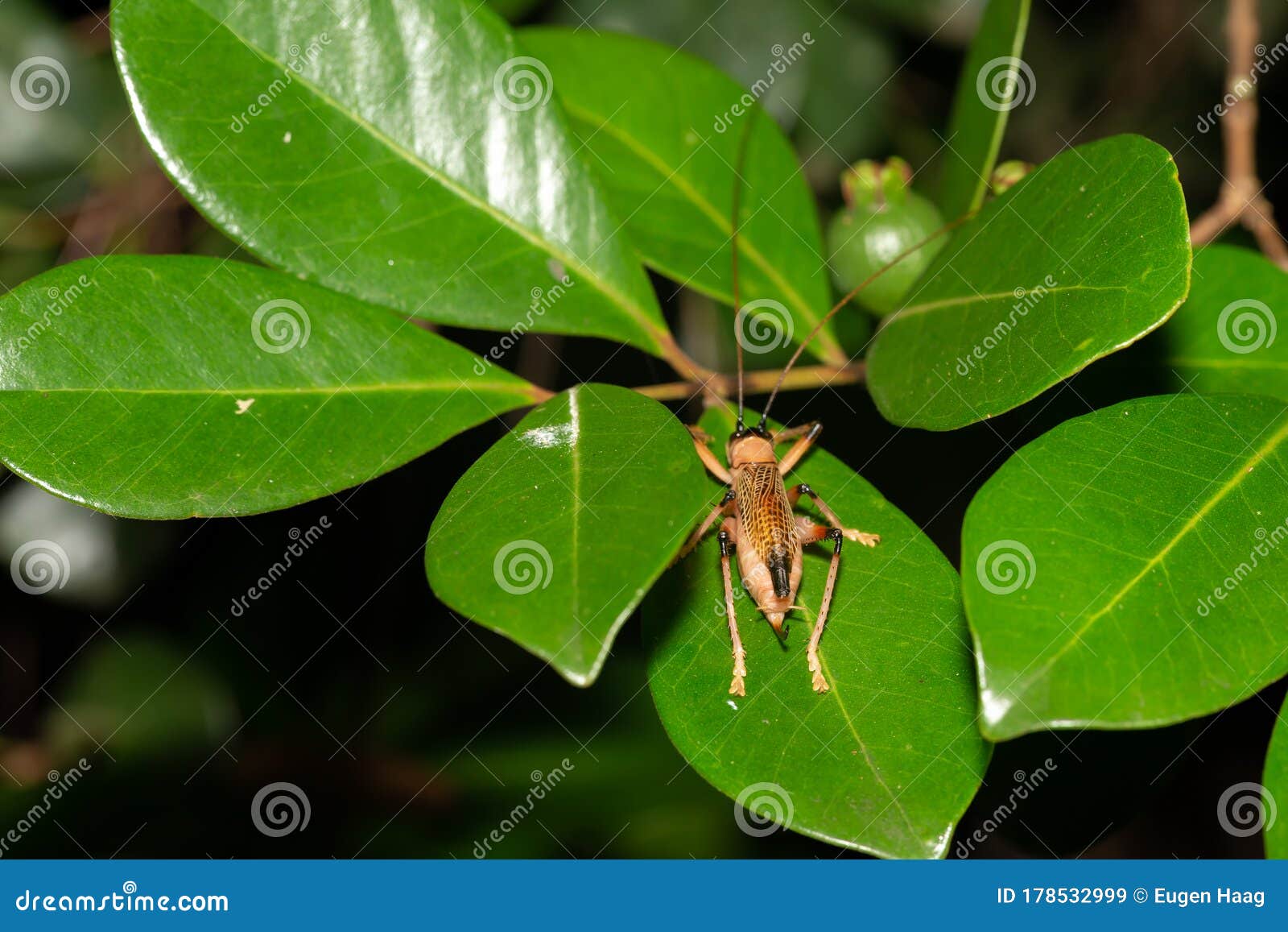 Native Species of Insects in the Rainforest Stock Image - Image of ...