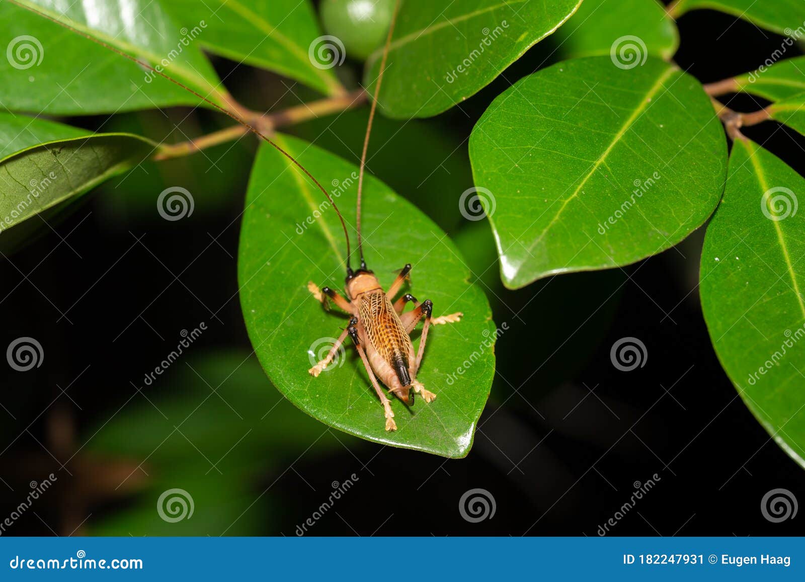 Native Species of Insects in the Rainforest Stock Image - Image of ...