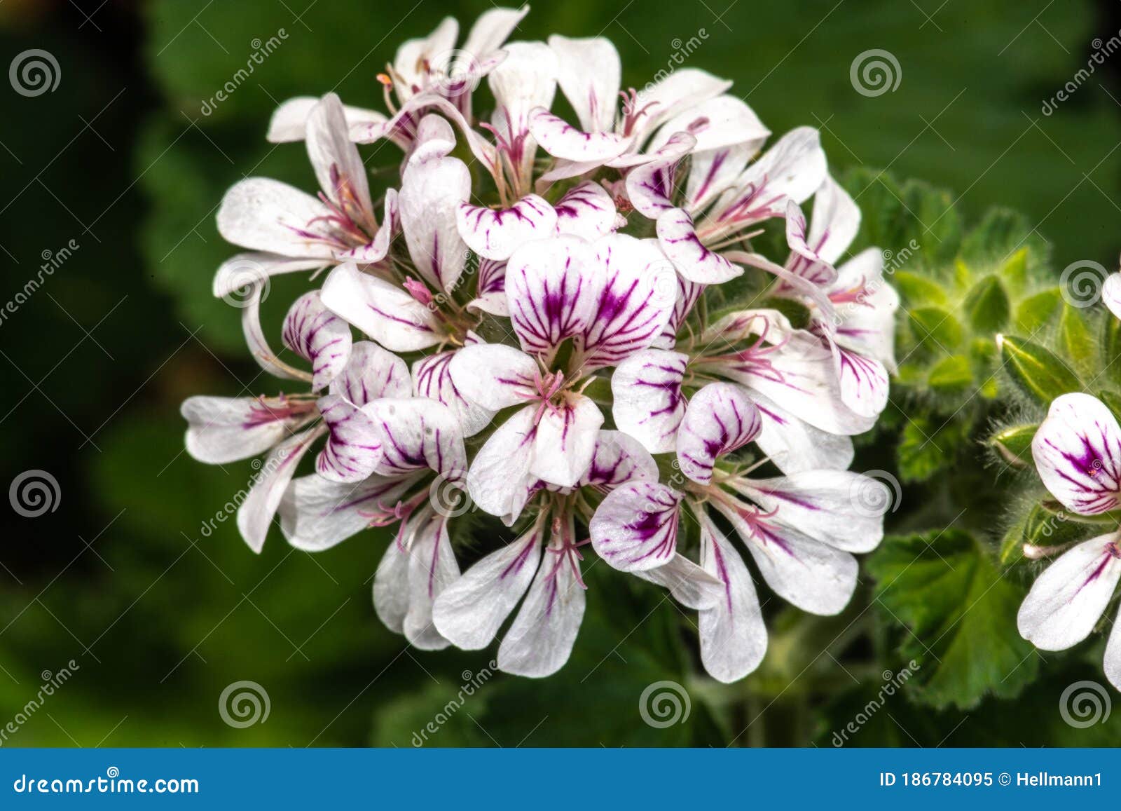Australian Storksbill stock image. Image of closeup - 186784095
