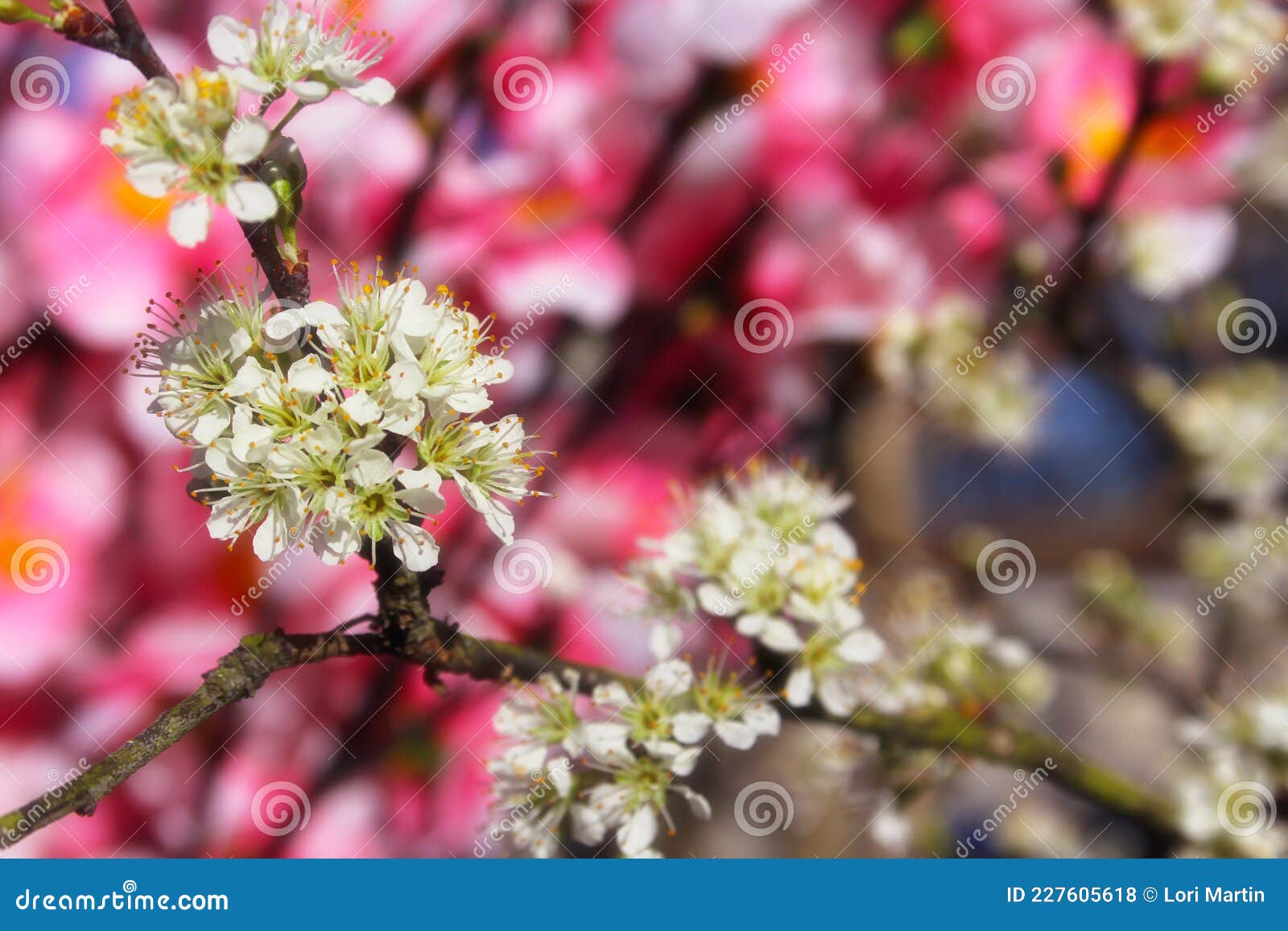 Native Texas Plum Tree with Blossoms with Cherry Blossoms in Background ...