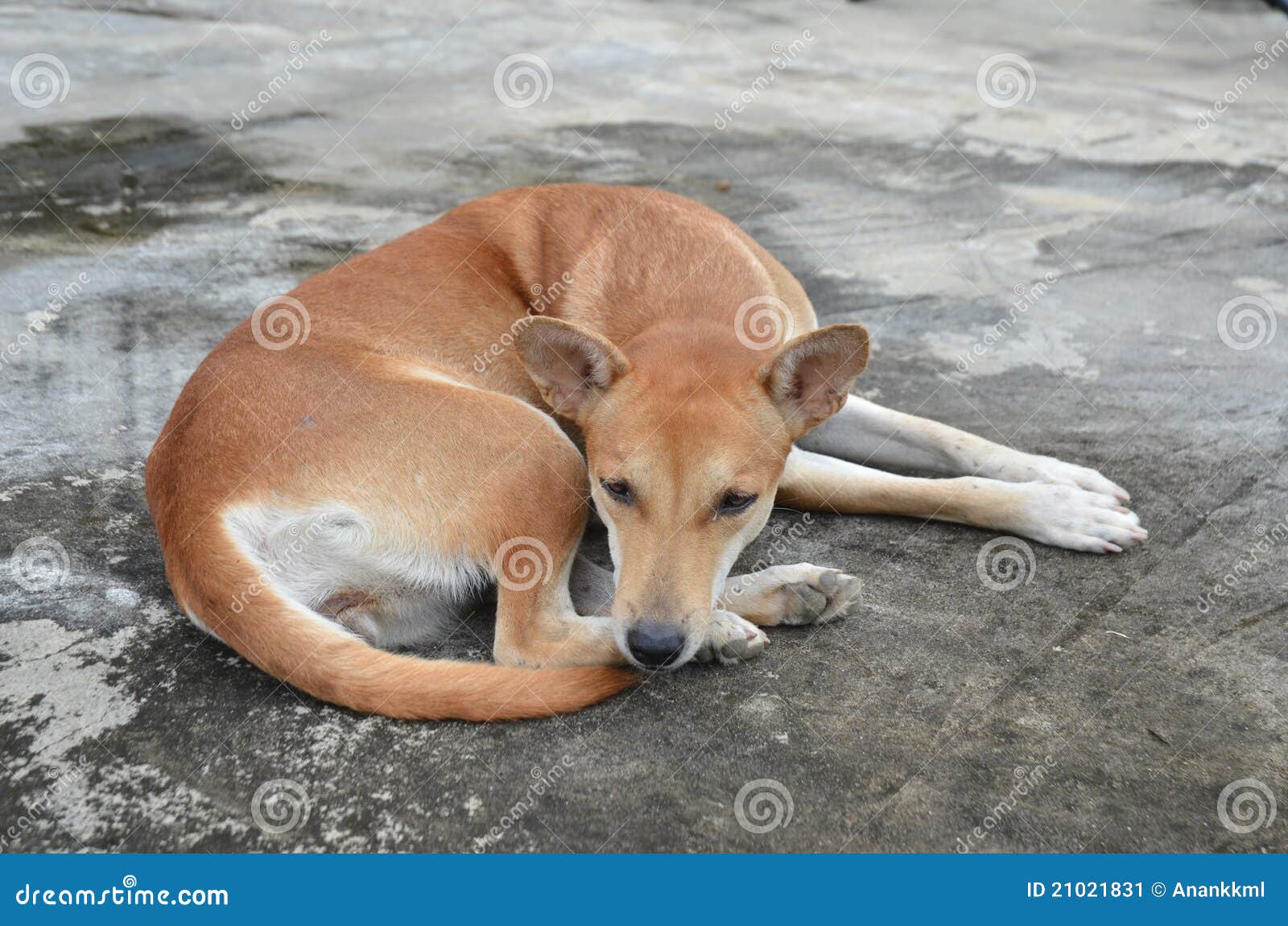 Native thai dog stock image. Image of breed, pedigree - 21021831