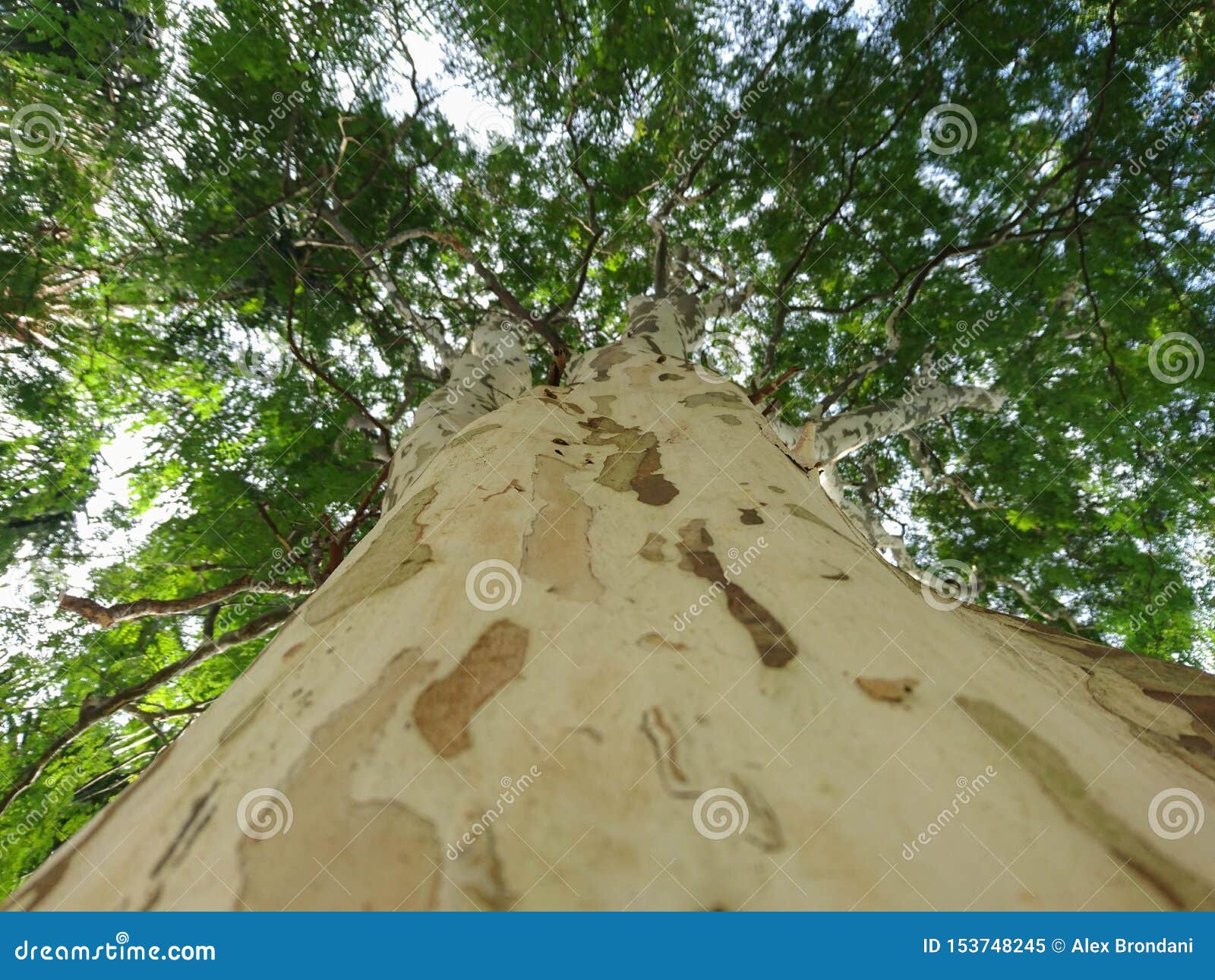 Native Tree of the Atlantic Forest 01 Stock Image - Image of native ...