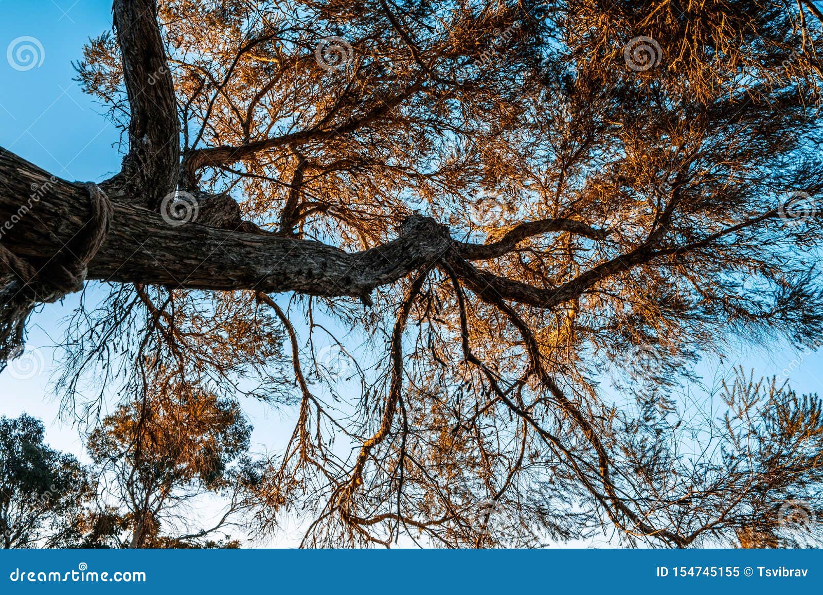 Native Tree in Australia at Sunset. Stock Image - Image of river ...