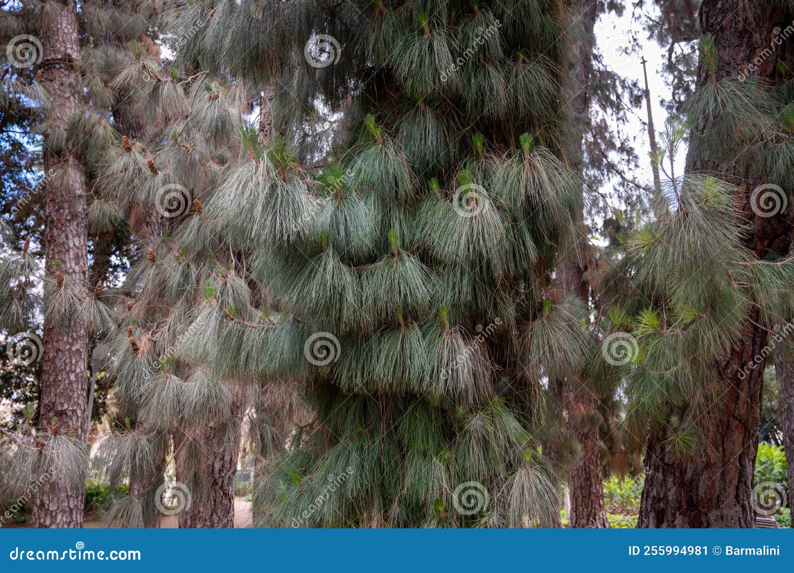Native Tree from Canarian Islands, Canarian Pine Tree with Long Needles ...