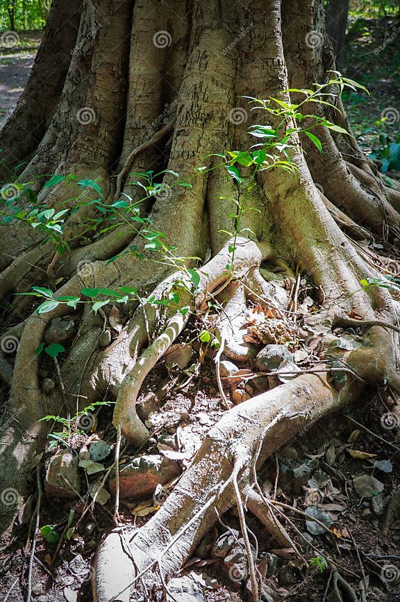 Native Tree Roots Showing Unique Patterns and Shapes Caused through ...
