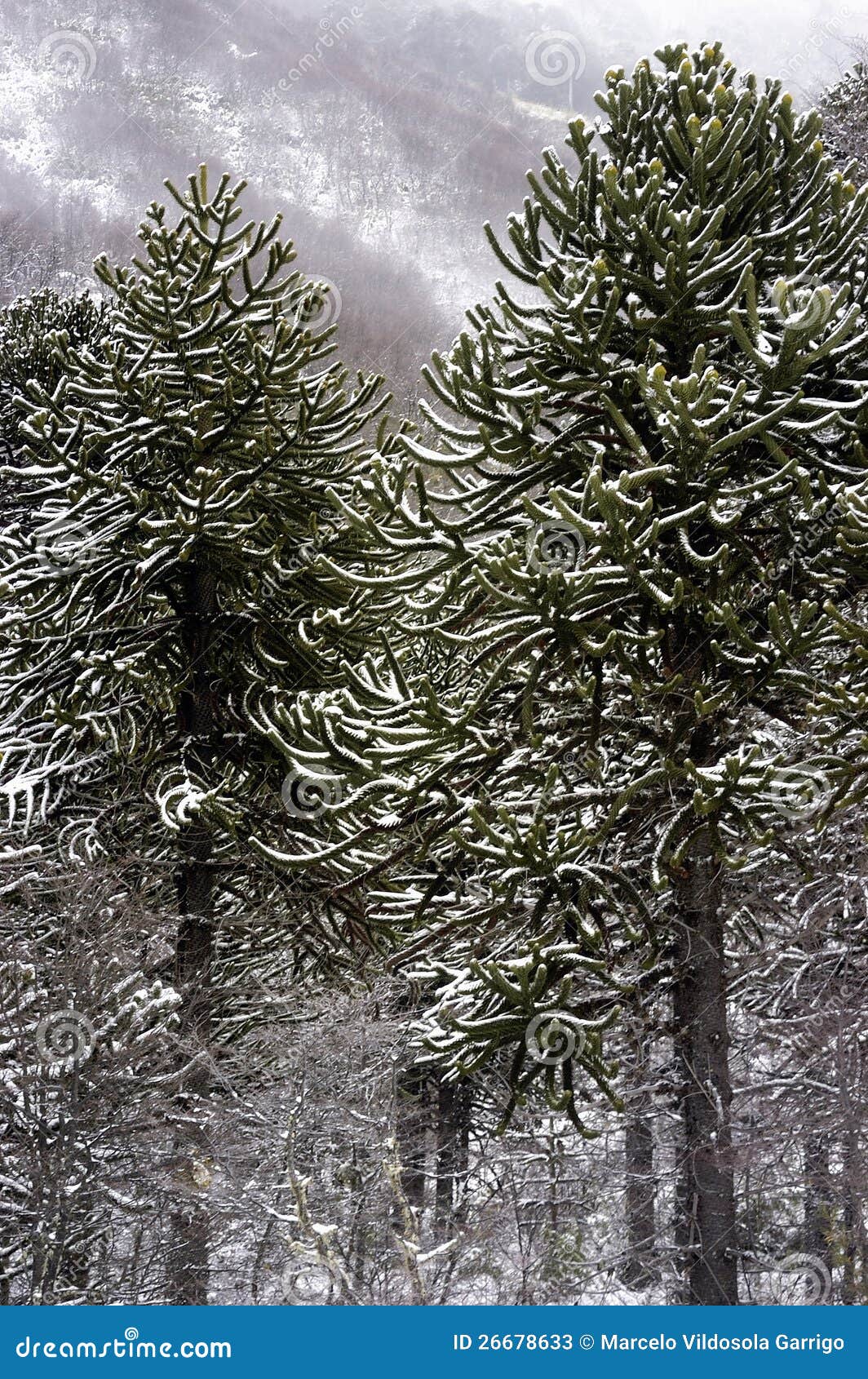 Native trees stock image. Image of landscape, sacred - 26678633