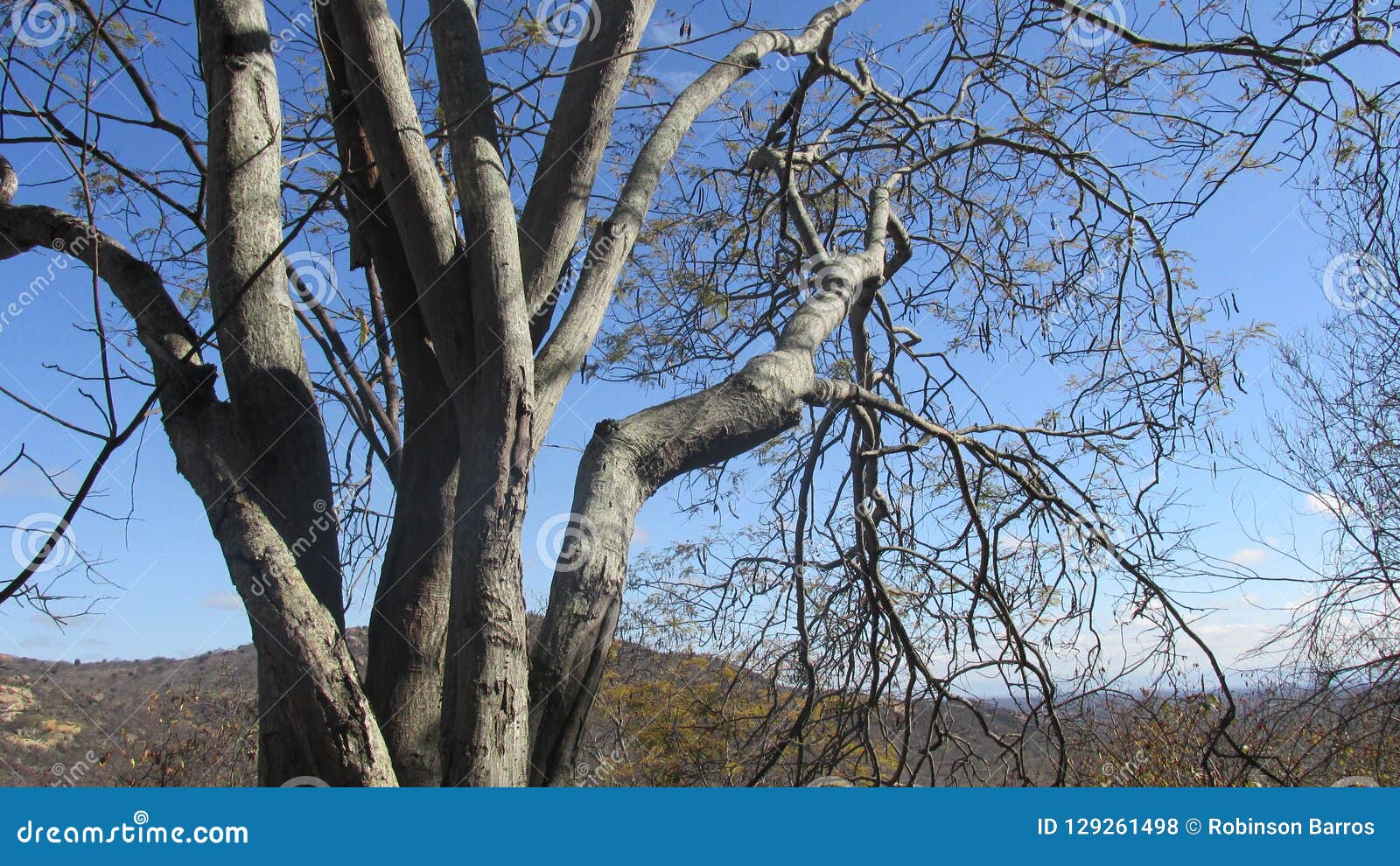 Caatinga Biome: Dry Forest Trees Petrolina, Pernambuco, Brazil Stock ...