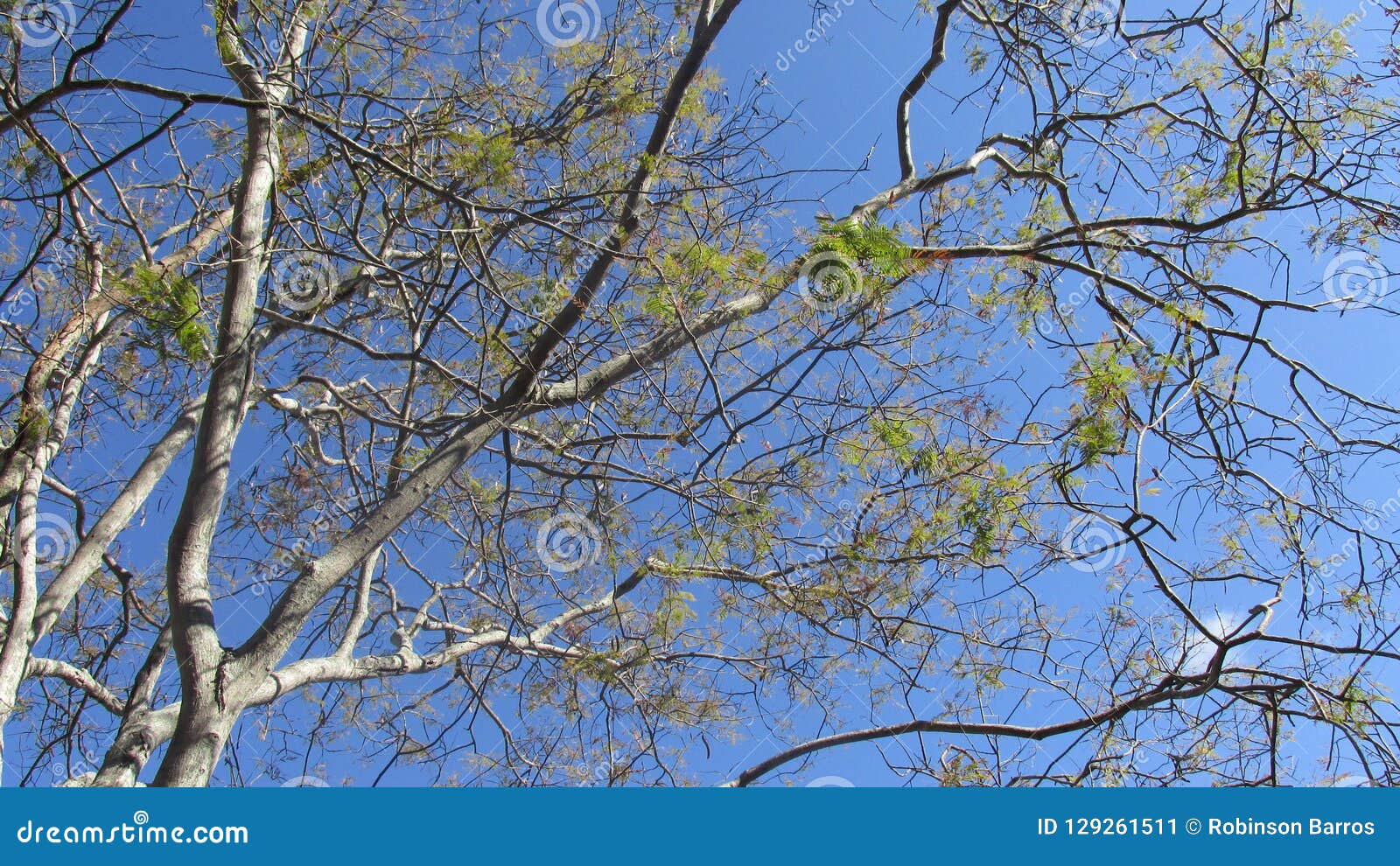 Caatinga Biome: Dry Forest Trees Petrolina, Pernambuco, Brazil Stock ...