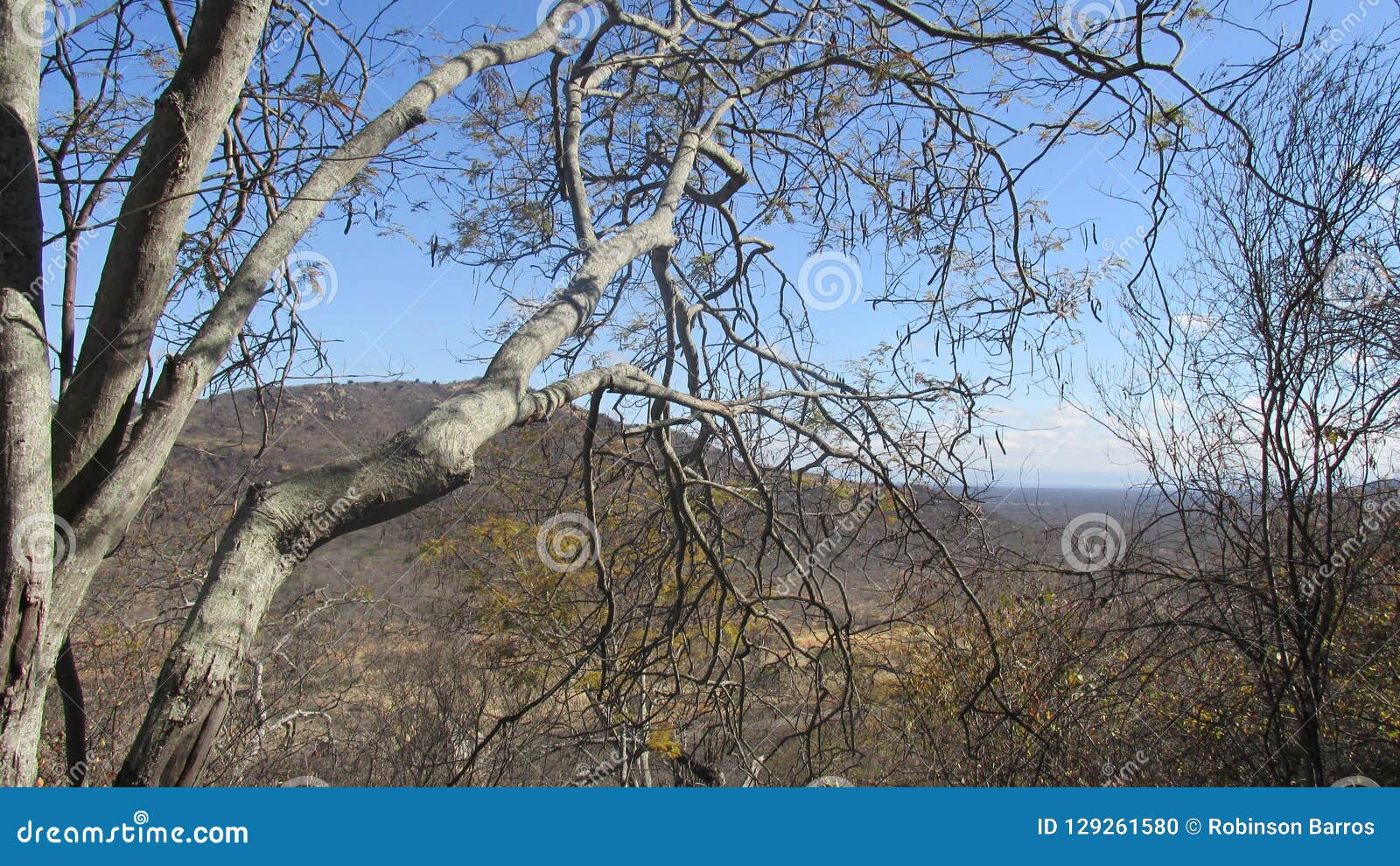 Caatinga Biome: Dry Forest Trees Petrolina, Pernambuco, Brazil Stock ...