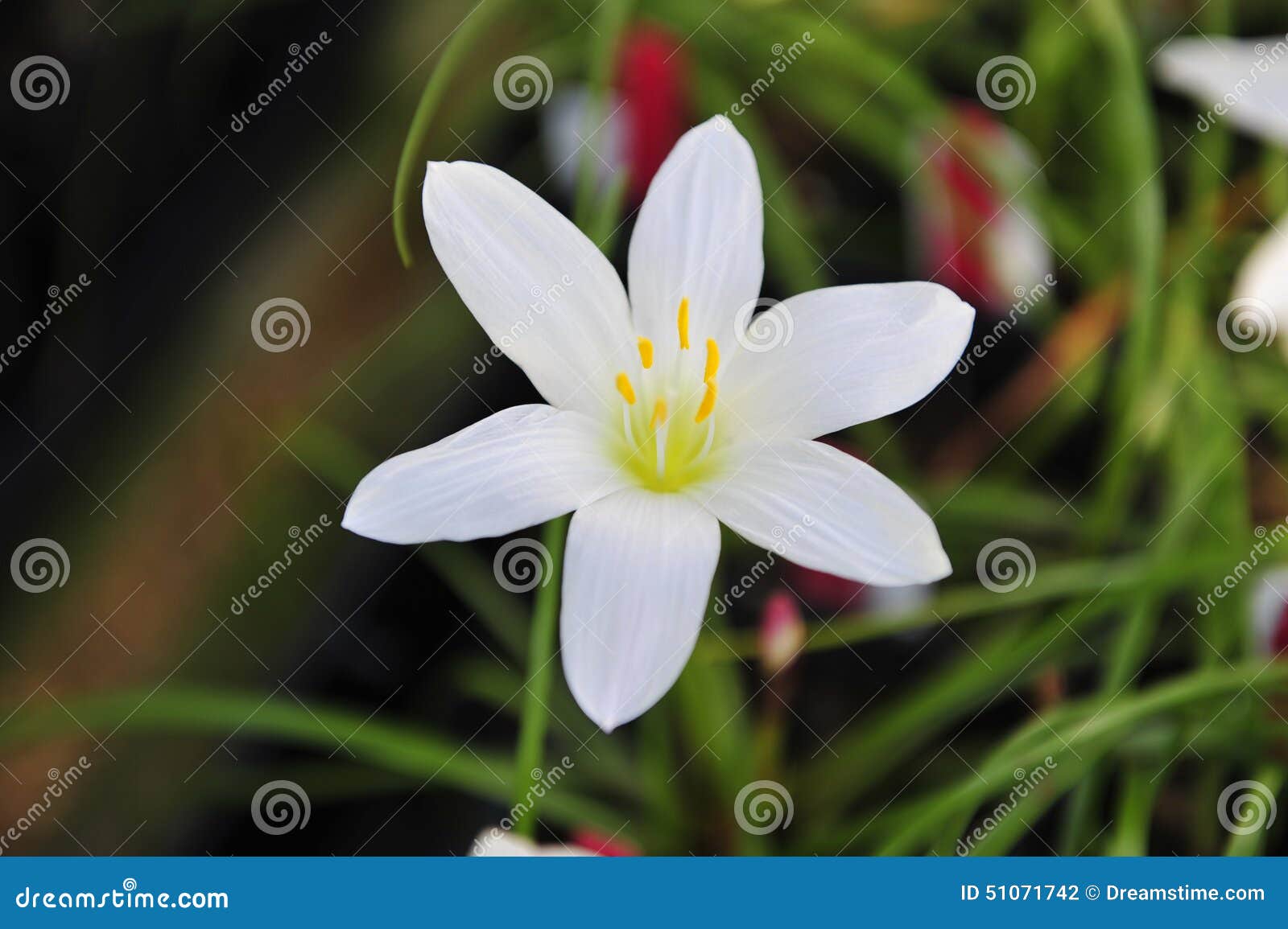 Native White Rain Lily stock photo. Image of flowers - 51071742