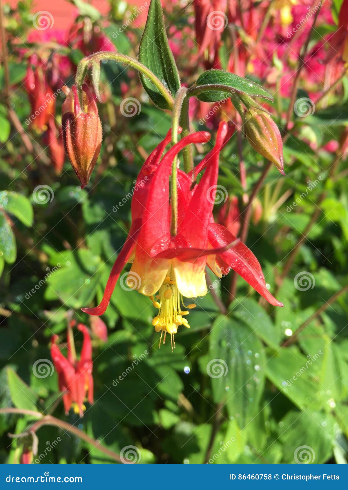 Native Wild Columbine stock photo. Image of plants, northeast - 86460758