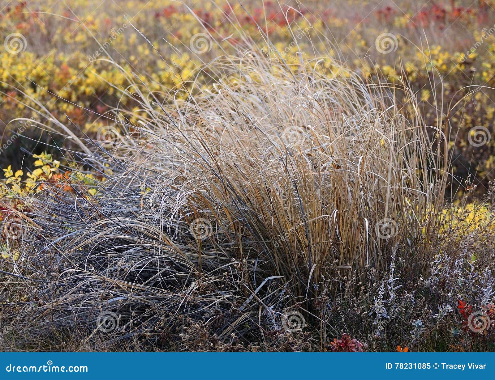 Native Wild Grasses stock image. Image of natural, wild - 78231085
