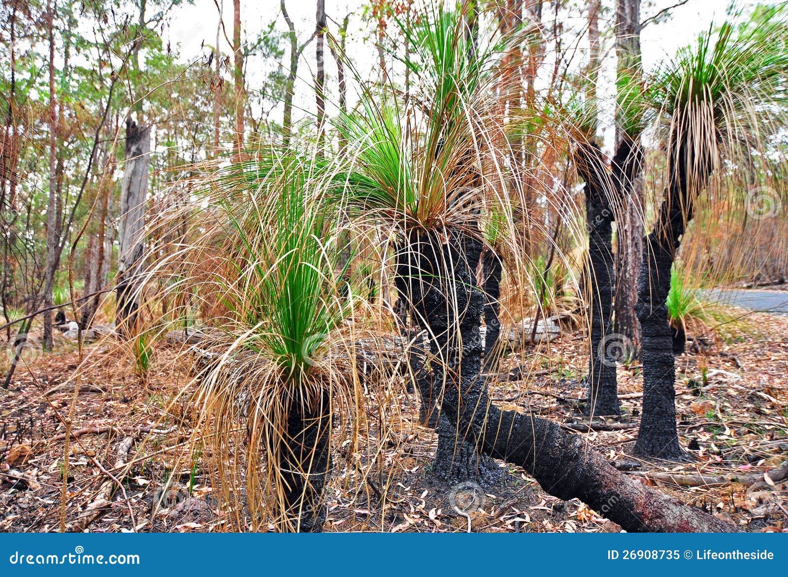 Native Xanthorrhoea Grass Trees of Australia Stock Image - Image of ...