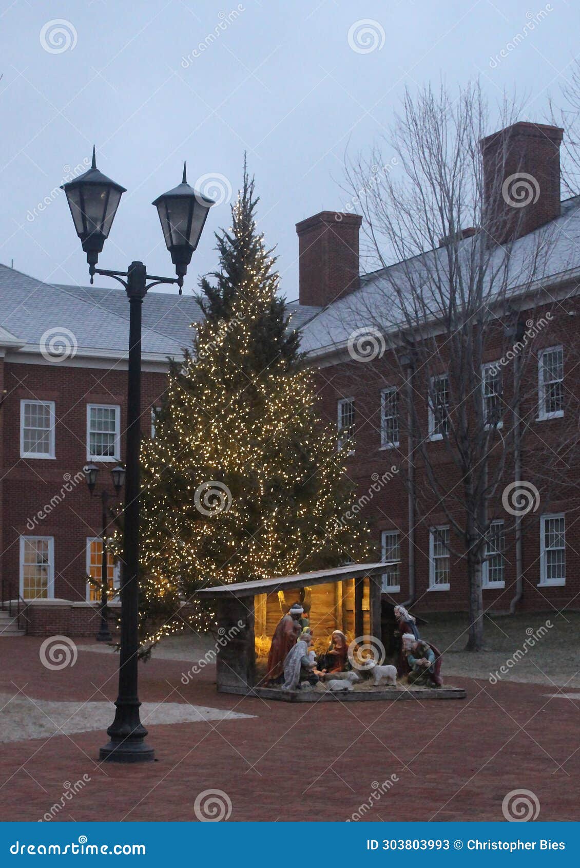 Nativity Scene with Tall Pine Tree with White Lights Stock Image ...