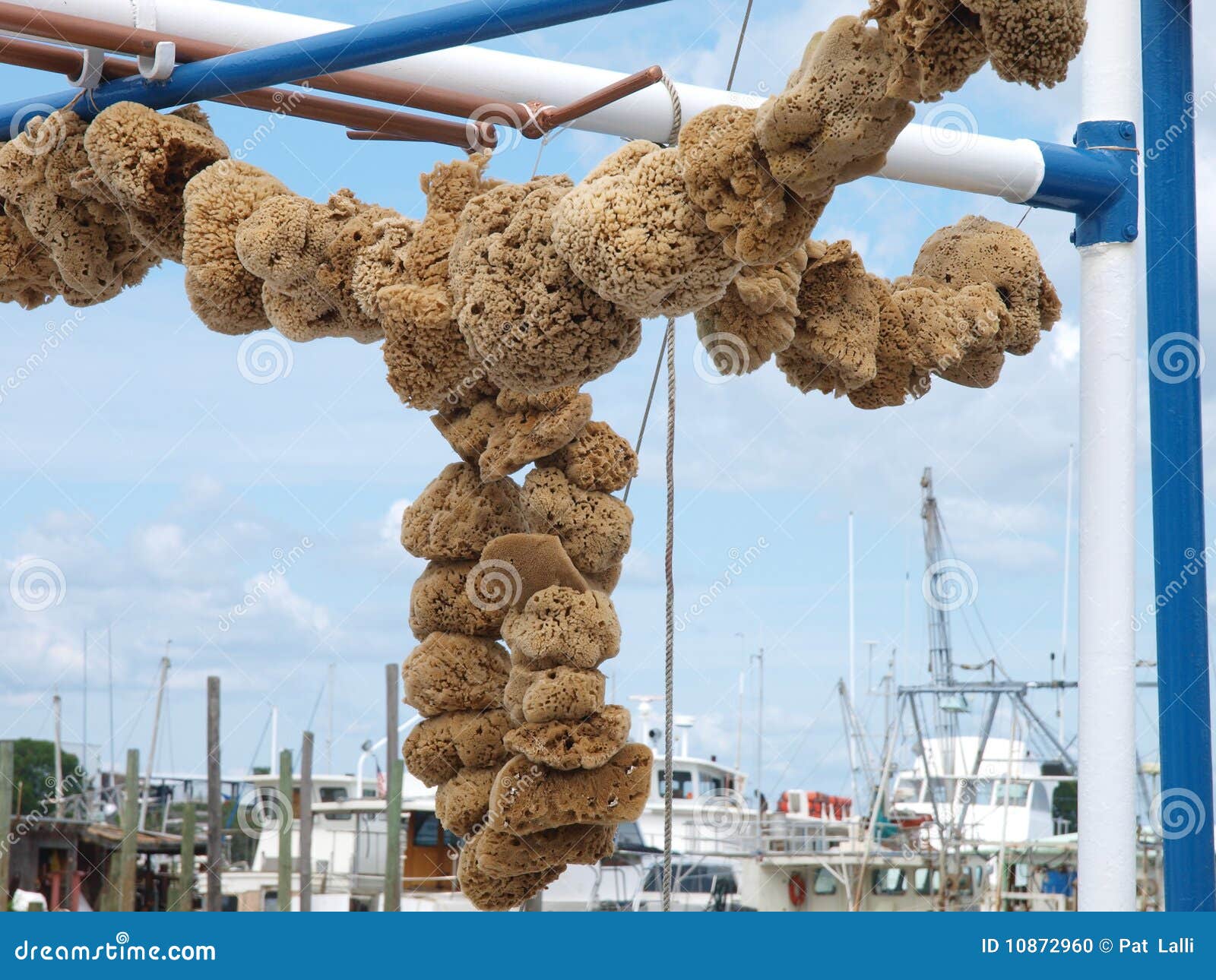 Natral Sponges Drying in a Cross Shape Stock Photo - Image of divers ...
