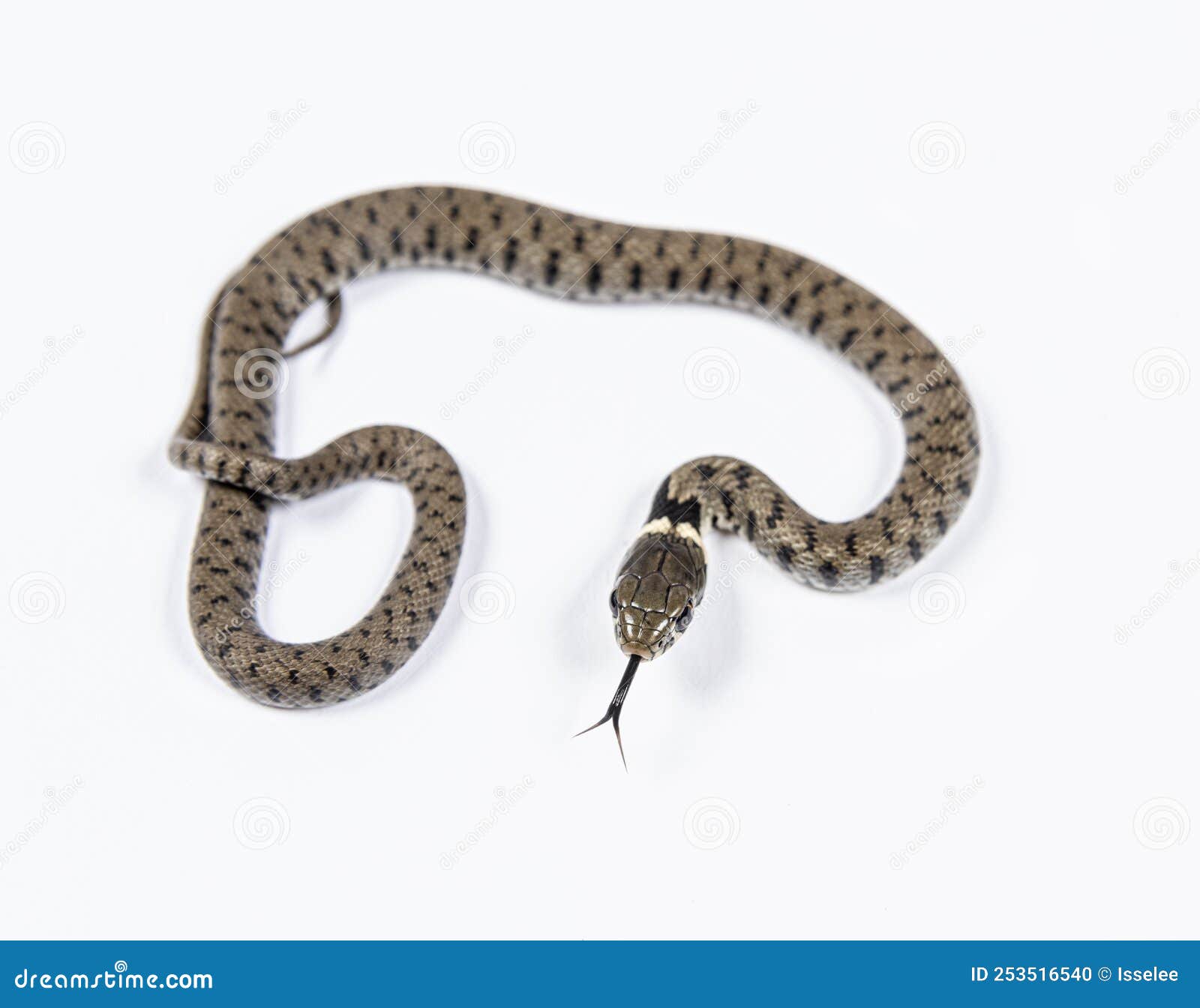 Natrix Natrix Natrix Con Fondo Blanco Foto de archivo - Imagen de ...