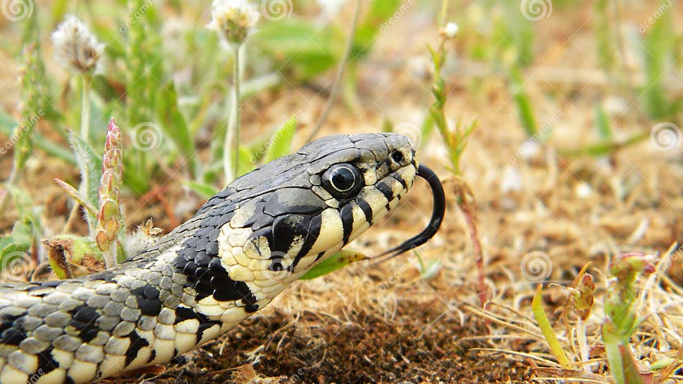 Natrix natrix stock image. Image of serpent, sticking - 25782951