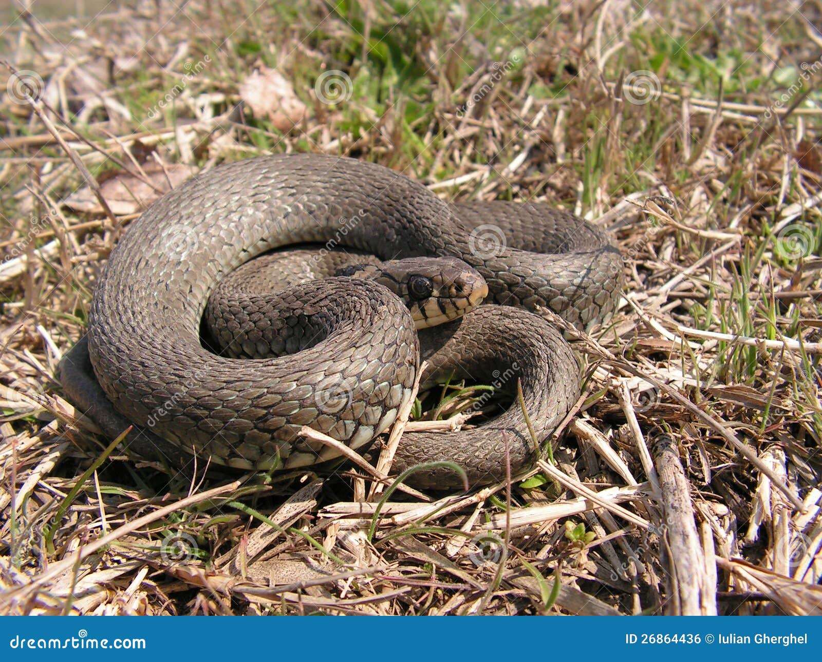 Natrix natrix stock photo. Image of skin, grass, cold - 26864436