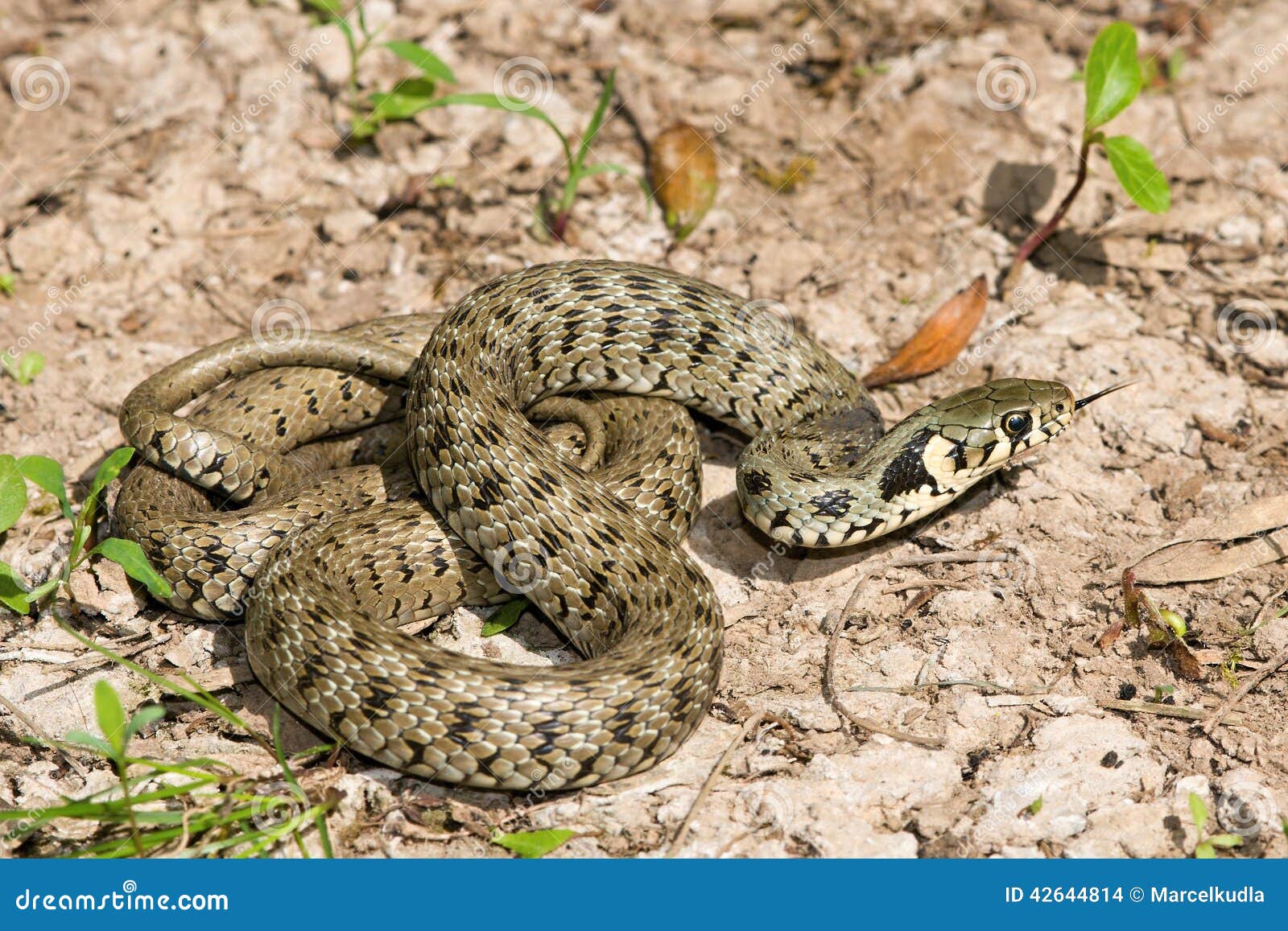 Natrix natrix stock foto. Image of portret, waarschuwing - 42644814