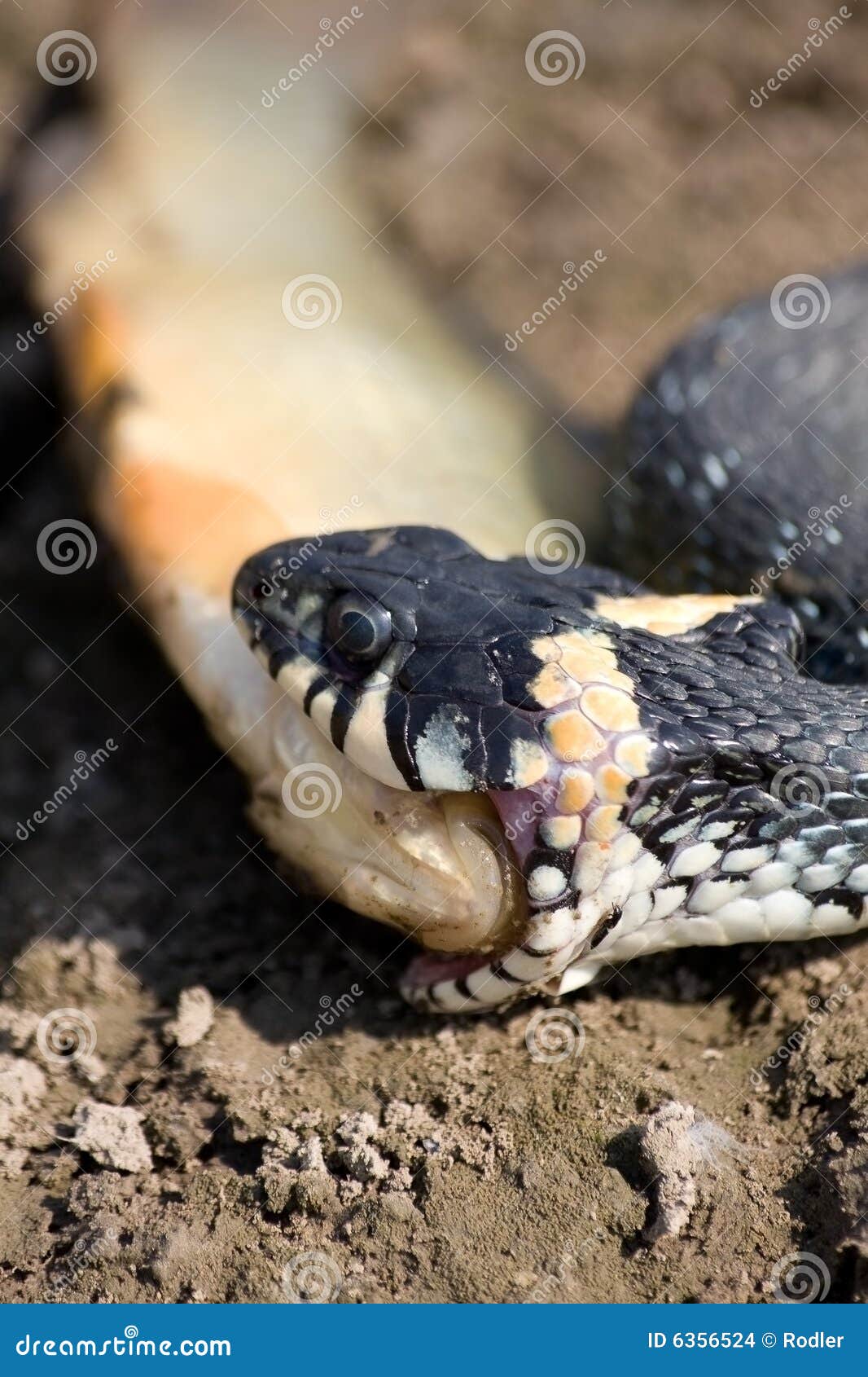 Natrix natrix stock photo. Image of amphibious, trophy - 6356524