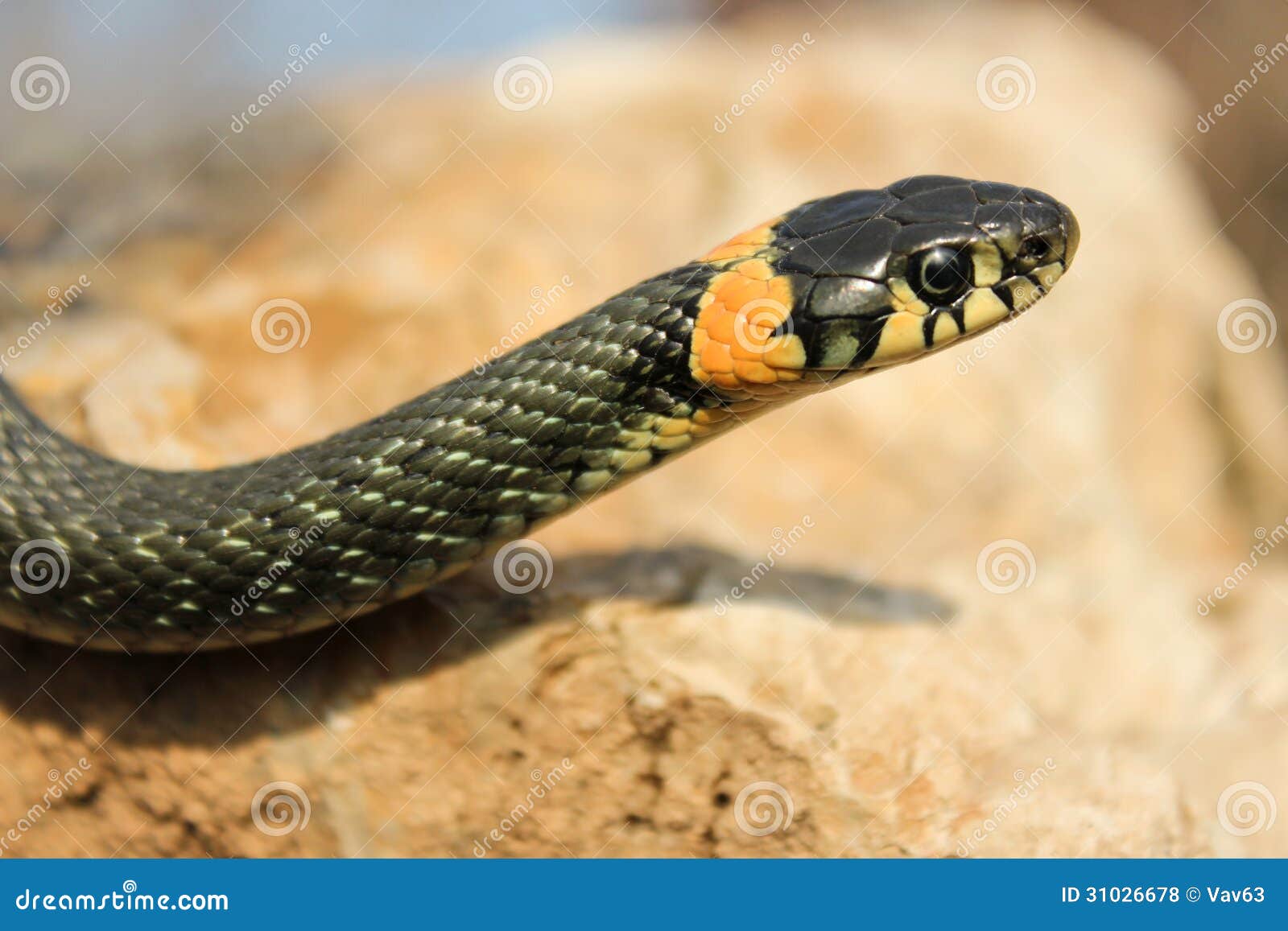 Natrix natrix stock photo. Image of dragon, eyes, reptile - 31026678