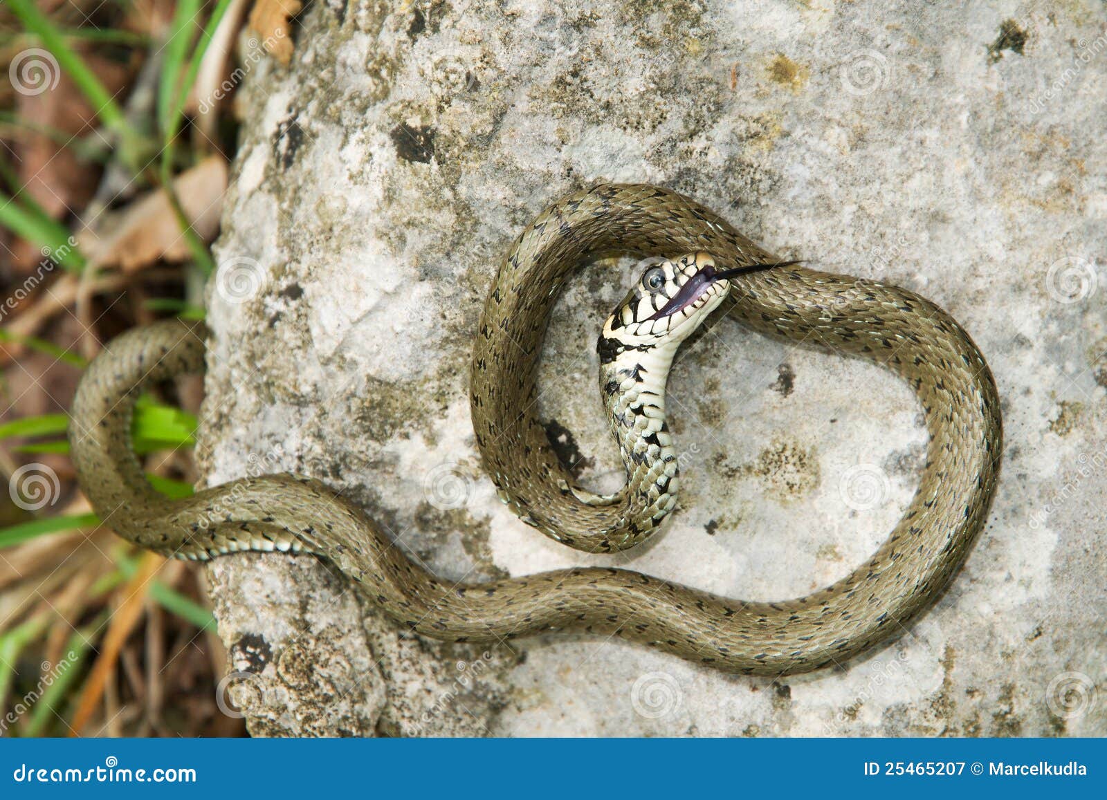 Natrix natrix defense stock image. Image of reptile, nature - 25465207