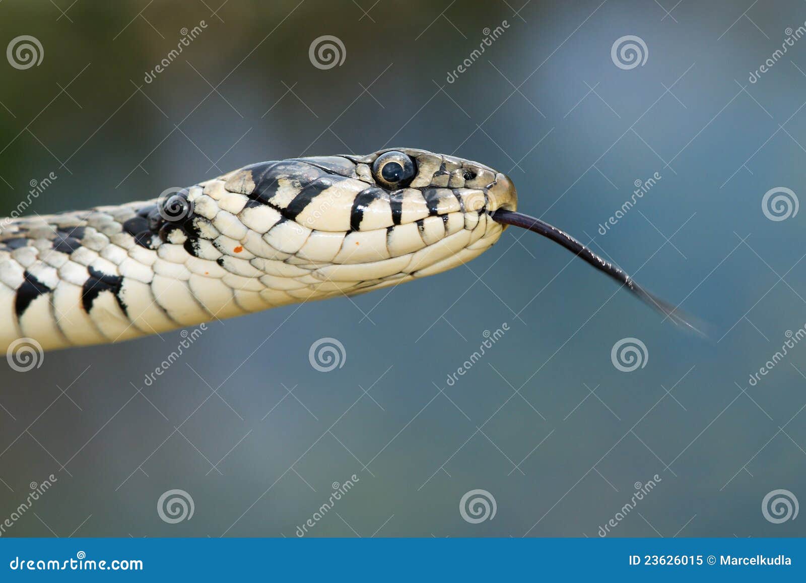 Natrix natrix - detail stock image. Image of reptile - 23626015
