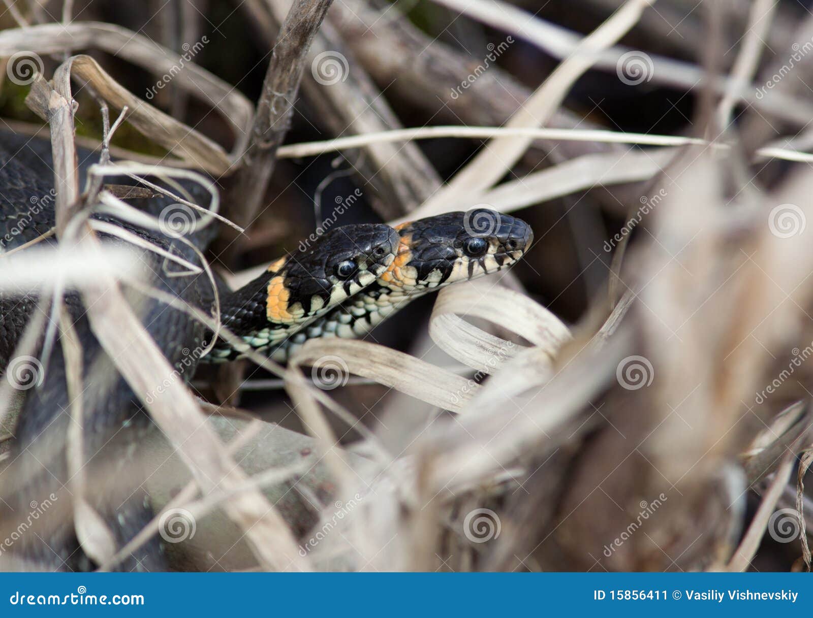 Natrix natrix, Grass Snake stock image. Image of animal - 15856411