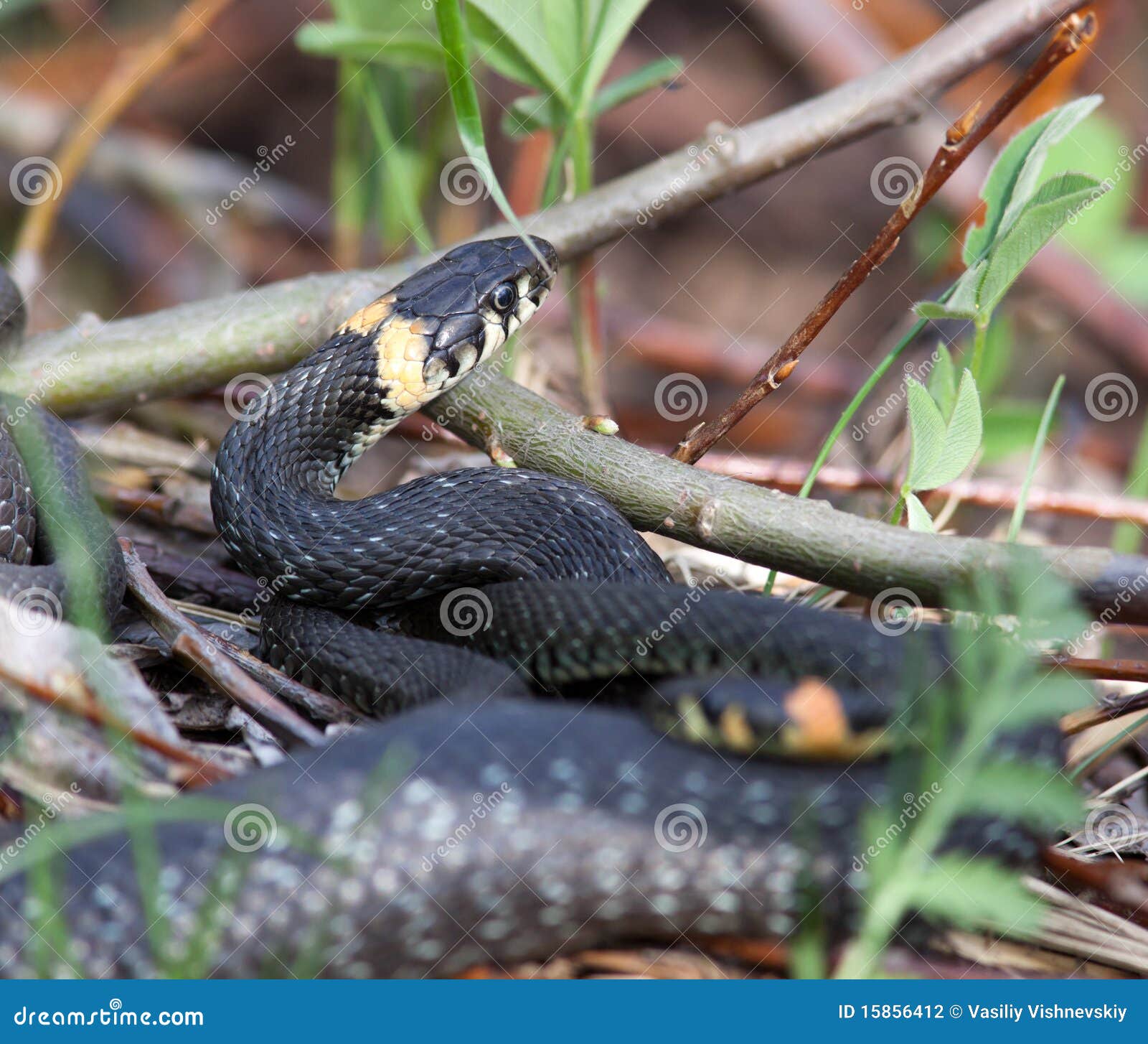 Natrix Natrix - Grass Snake Royalty-Free Stock Photography ...