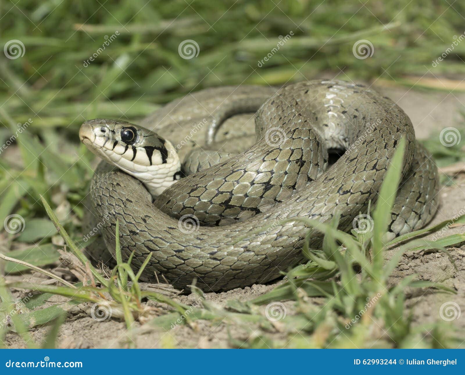 Natrix Natrix - Grass Snake - Stock Photo - Image of squamata, european ...