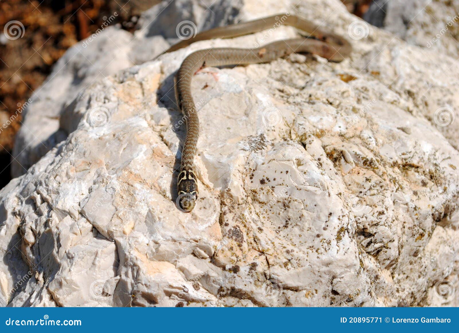 Natrix Natrix, Reptile Also Called Water Snake Stock Image - Image of ...