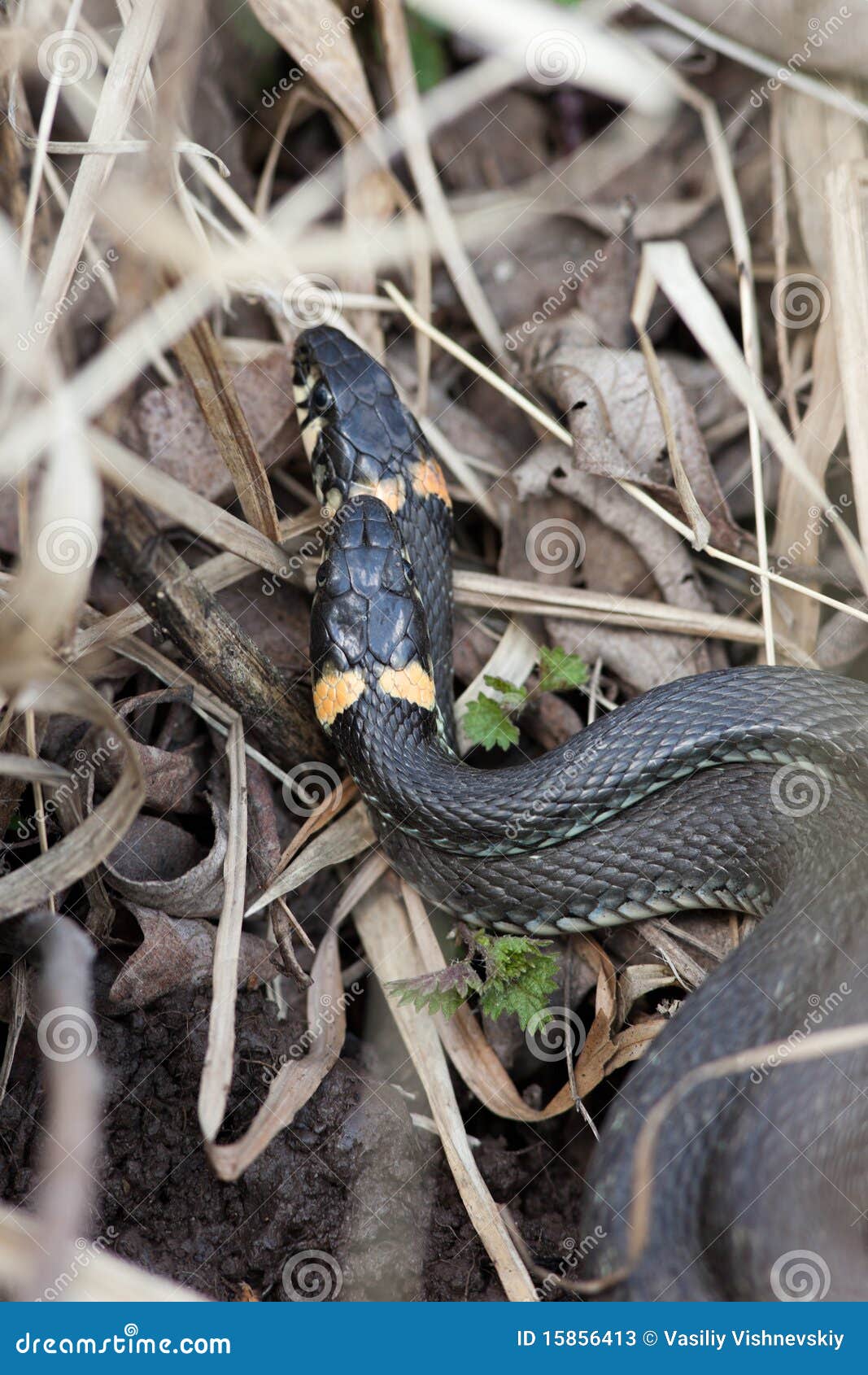 Natrix natrix, Ringslang stock afbeelding. Image of partner - 15856413