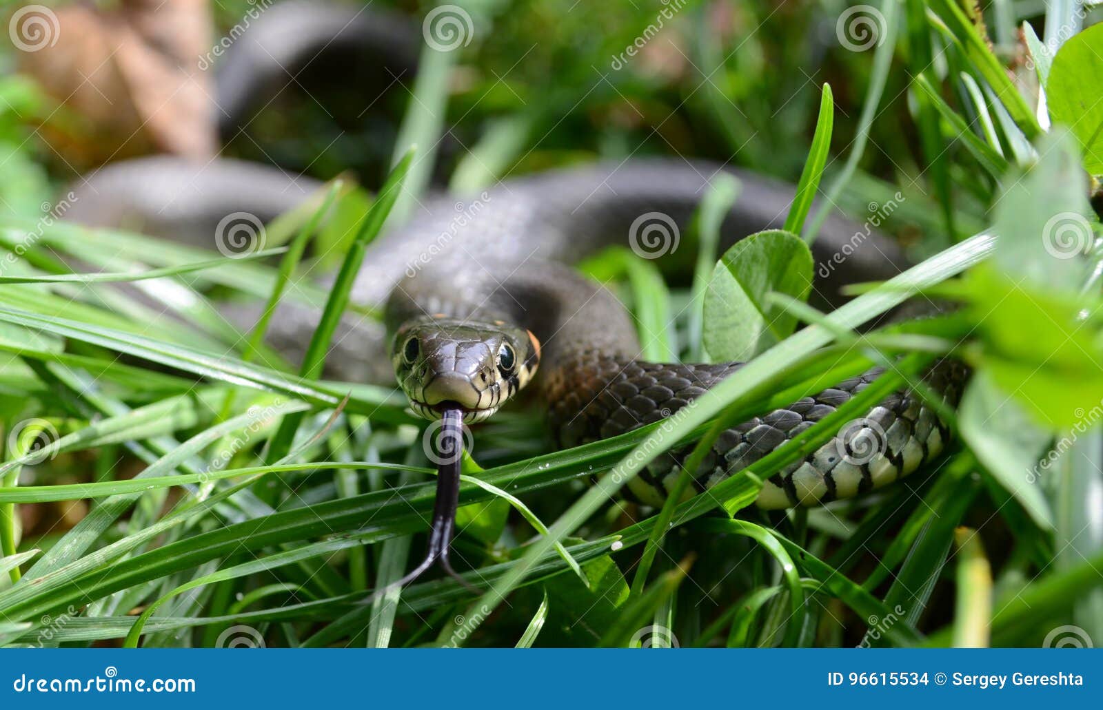 Natrix natrix stock photo. Image of ukraine, volyn, forest - 96615534