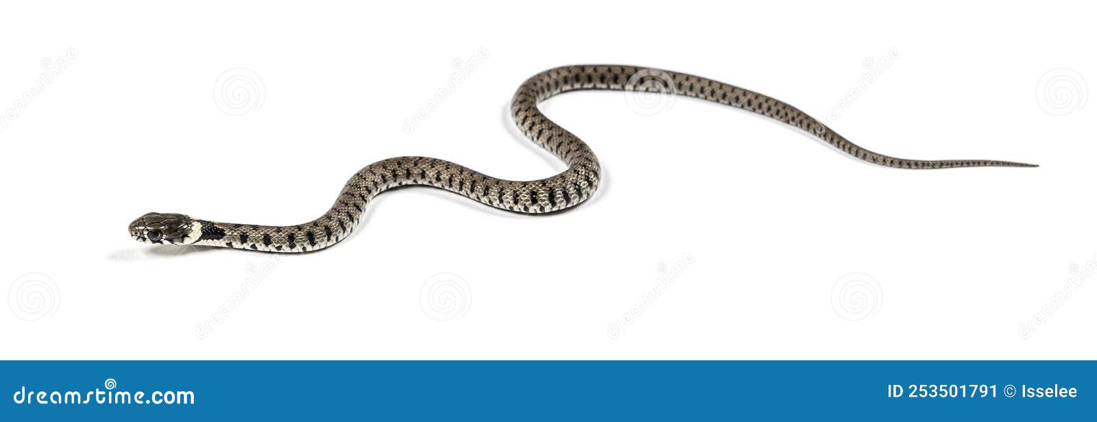 Natrix Serpente, Isolada Em Branco Imagem de Stock - Imagem de povos ...